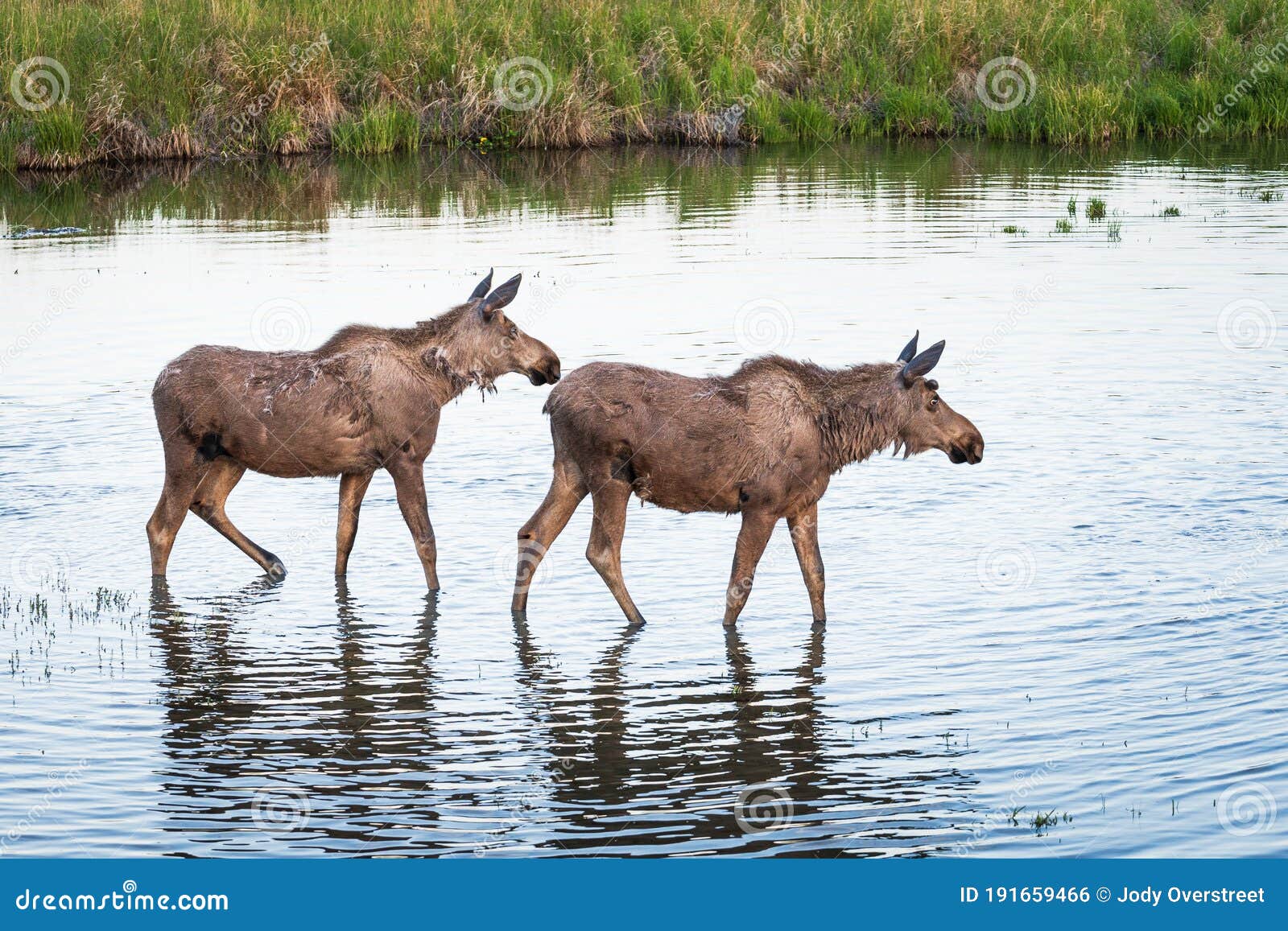 Pair of Moose in Potter Marsh Stock Photo - Image of summer, wildlife ...