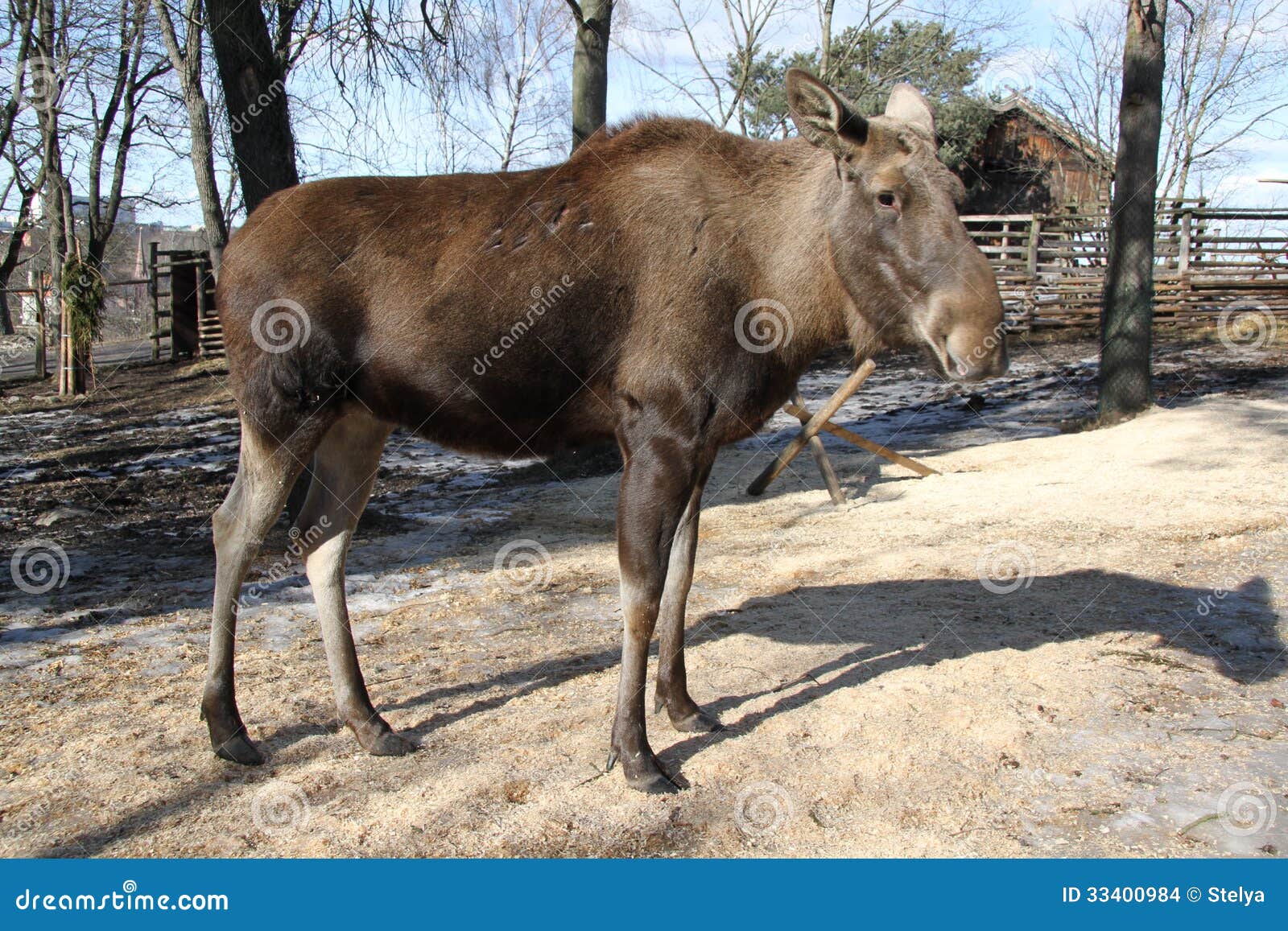 Moose stock photo. Image of large, massive, moose, huge - 33400984