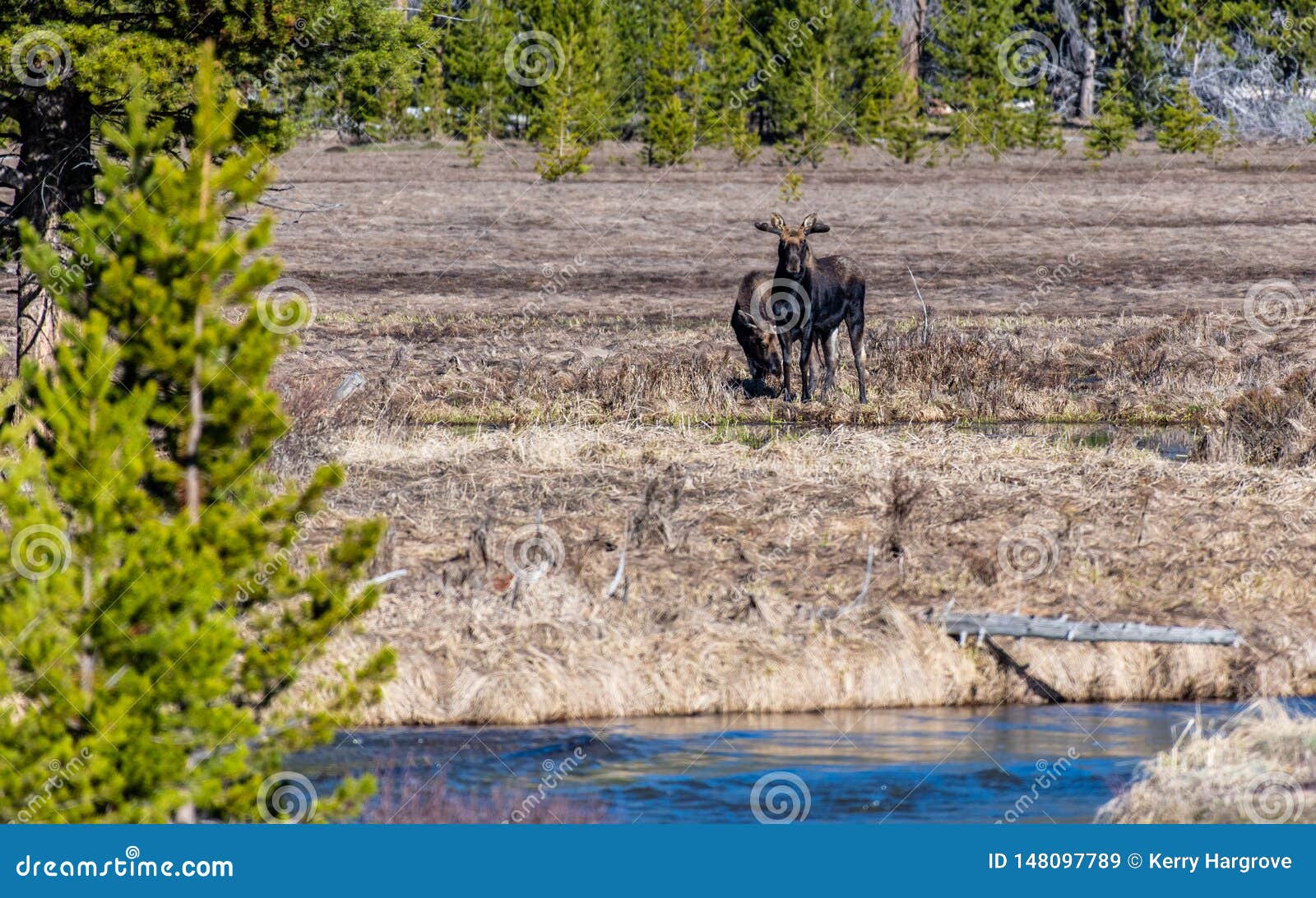 A Moose Pair in a Mountain Meadow in Springtime Stock Image - Image of ...