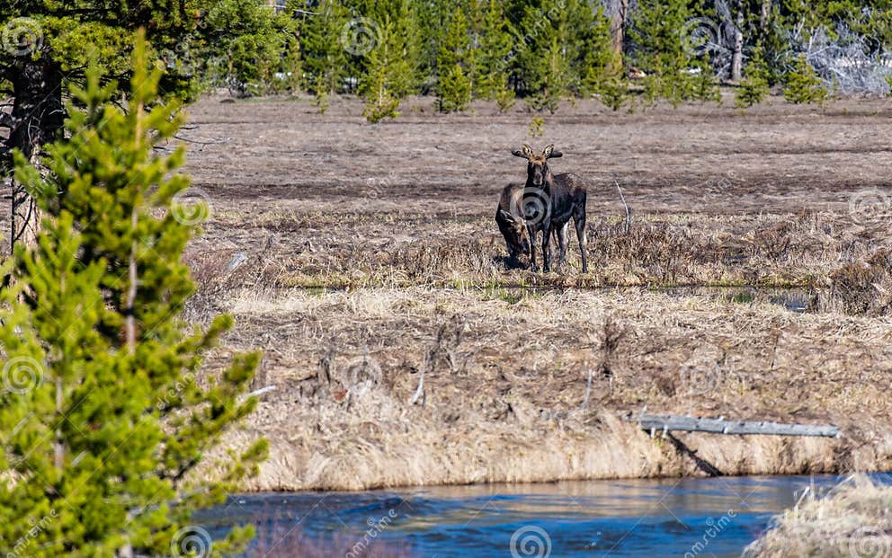A Moose Pair in a Mountain Meadow in Springtime Stock Image - Image of ...