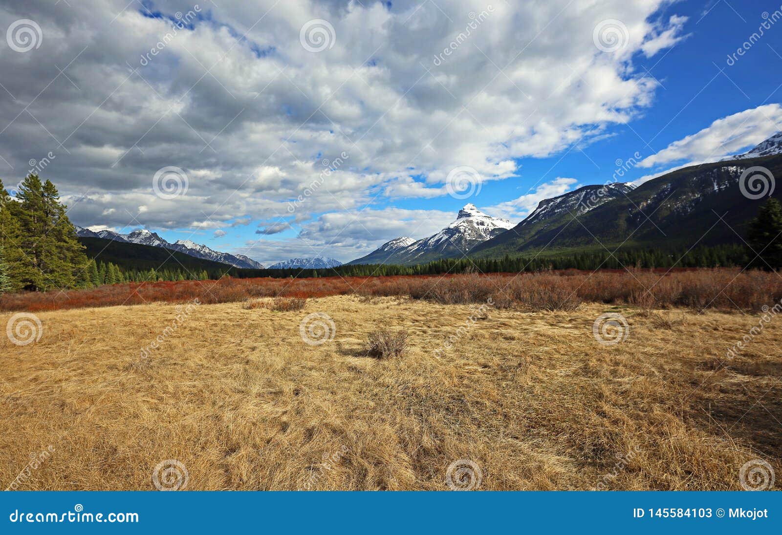 Moose meadows panorama stock image. Image of idyllic - 145584103