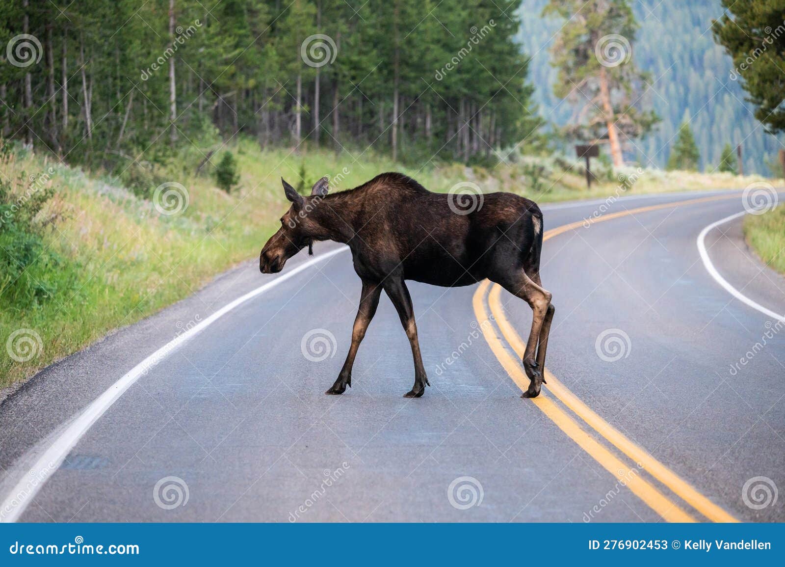 Moose in the Middle of Busy Park Road Stock Image - Image of tetons ...