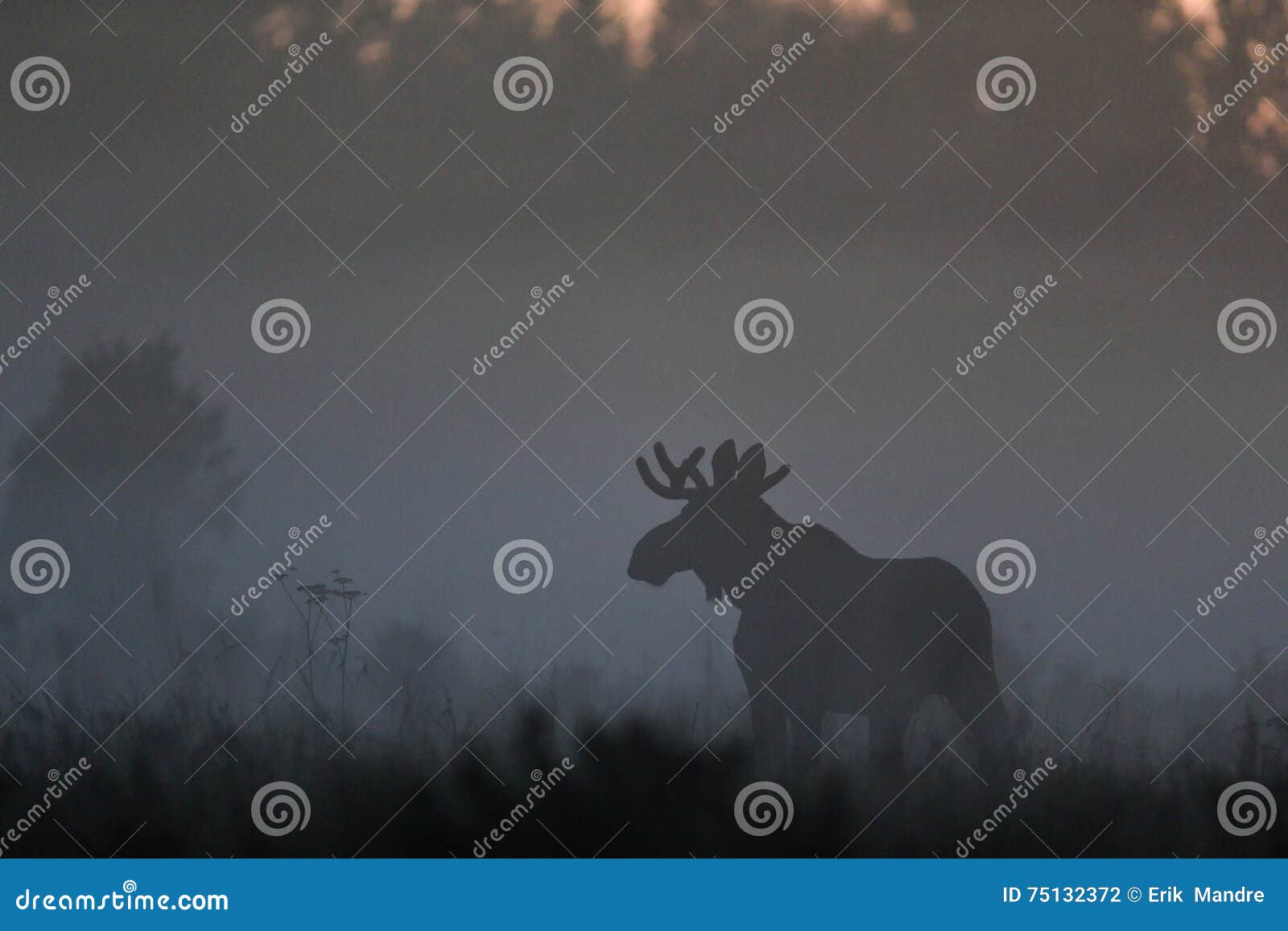 Moose in the mist stock photo. Image of forest, meadow - 75132372