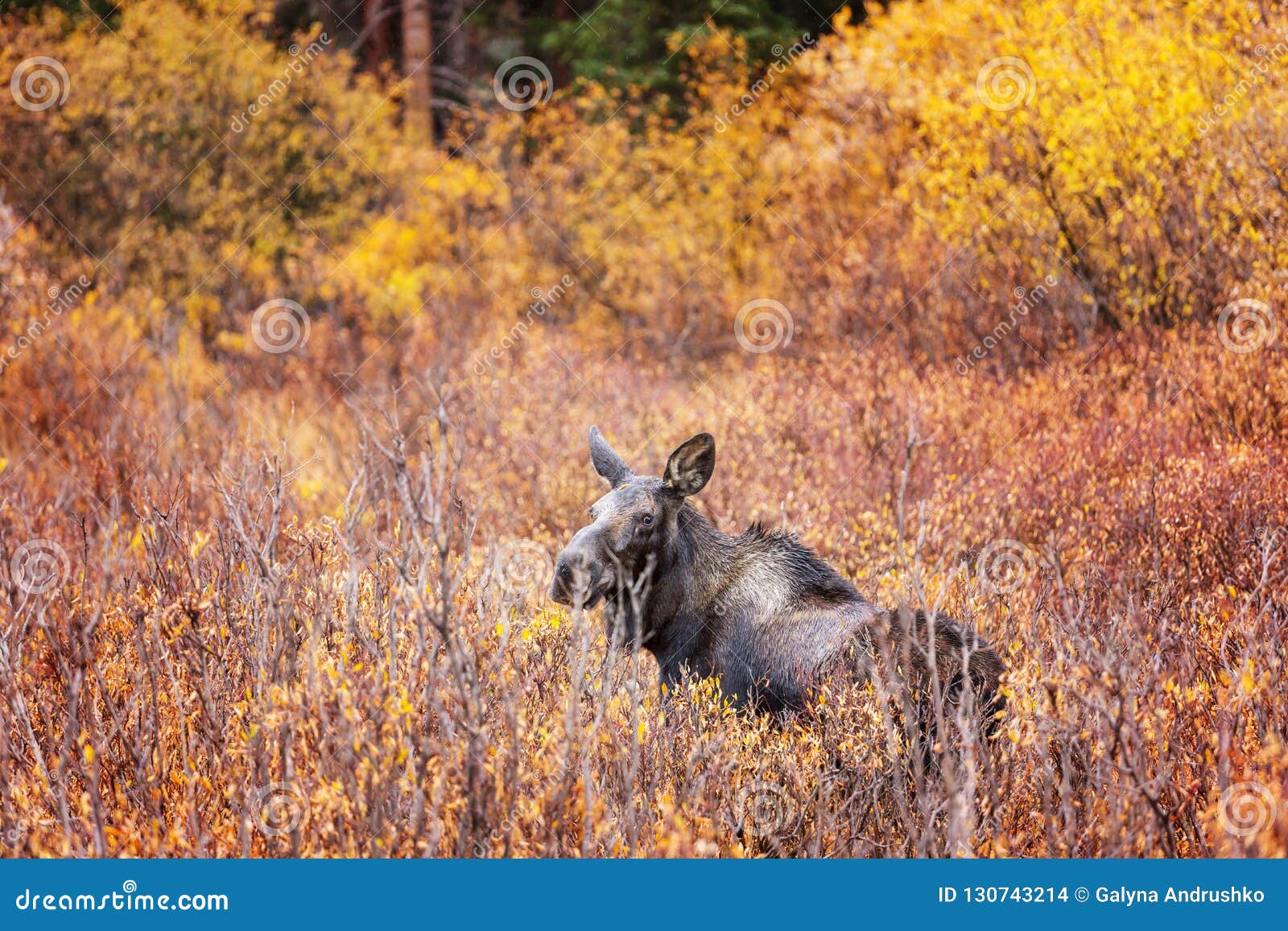 Moose stock photo. Image of life, valley, grass, fall - 130743214