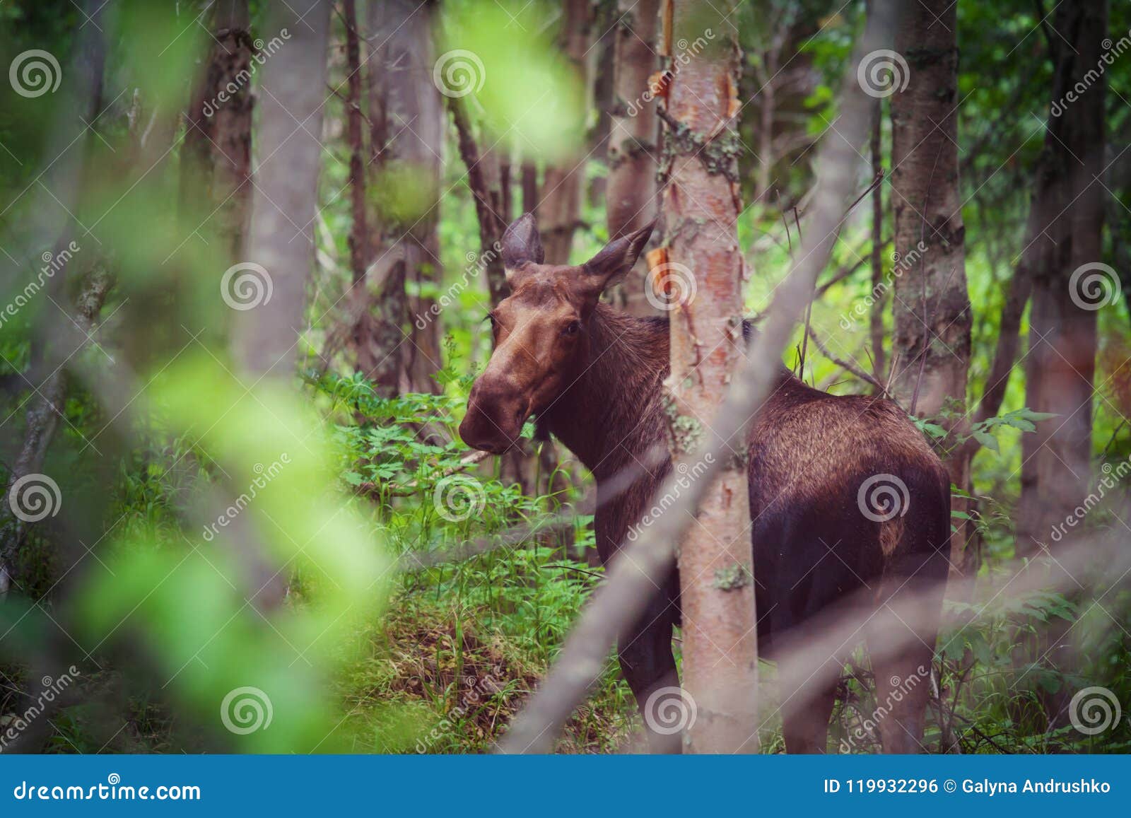 Moose stock photo. Image of america, nature, animal - 119932296