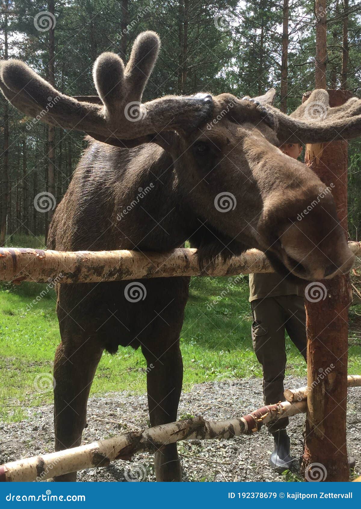 Moose stock image. Image of moose, fence, park, feeding - 192378679