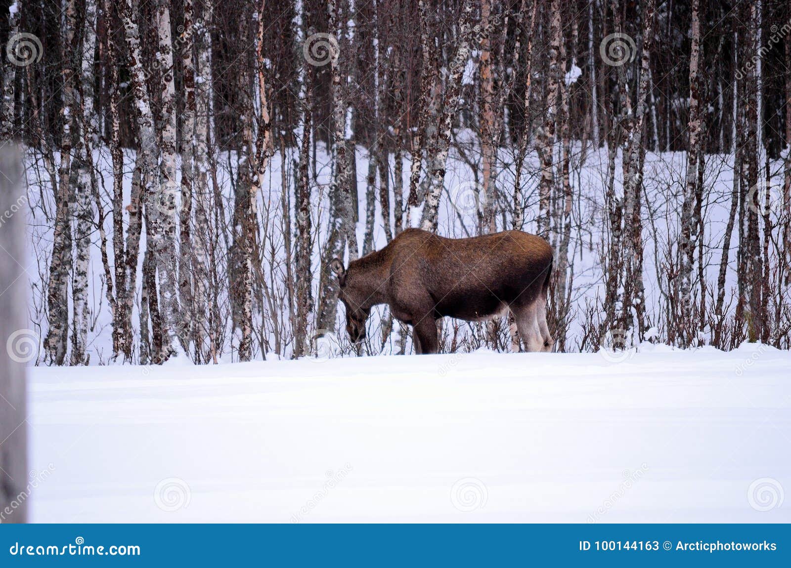 Moose Mother Feeding from Birch Trees in Winter Stock Image - Image of ...