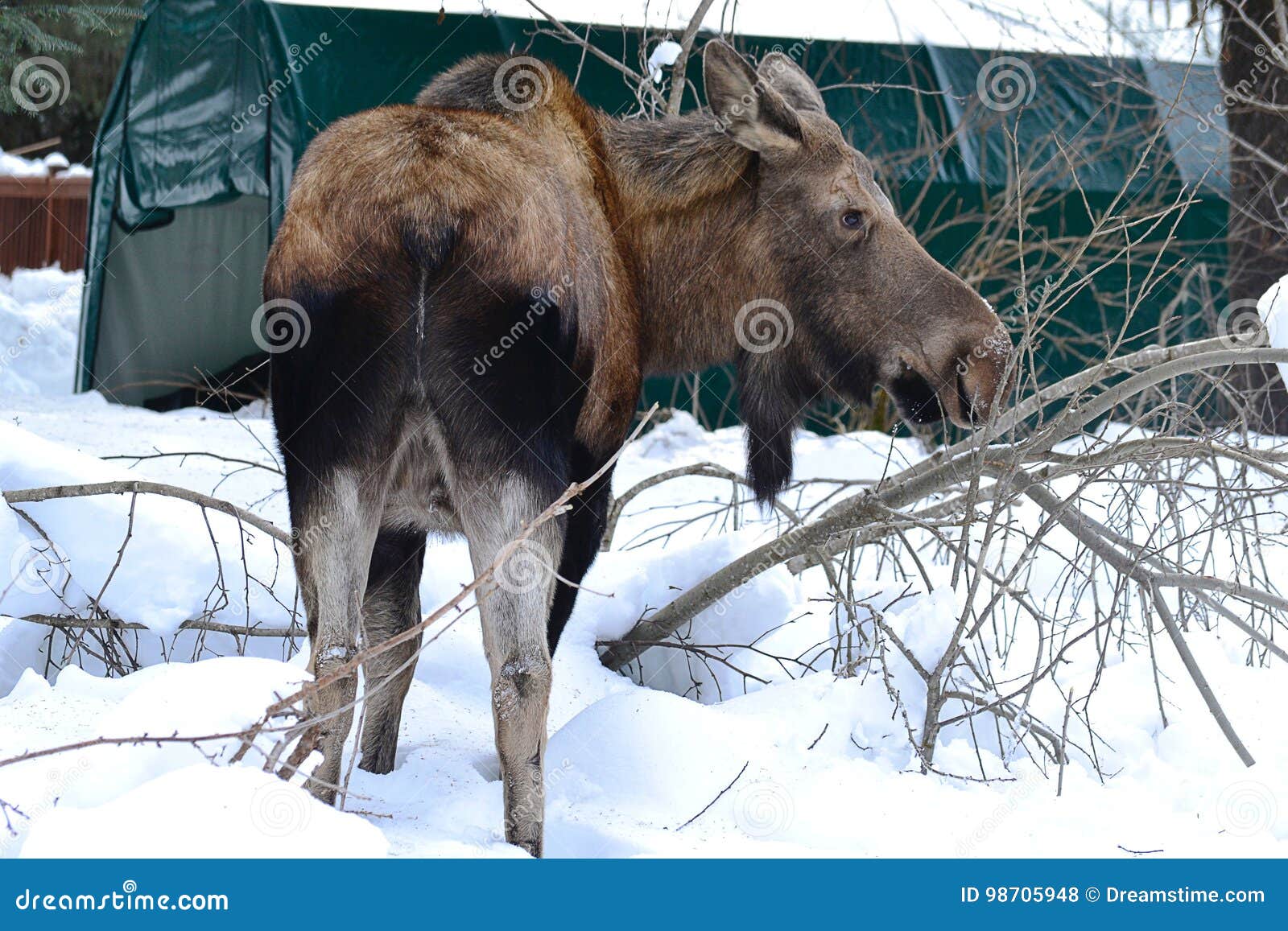 Moose in my yard stock photo. Image of alaskans, alaska - 98705948