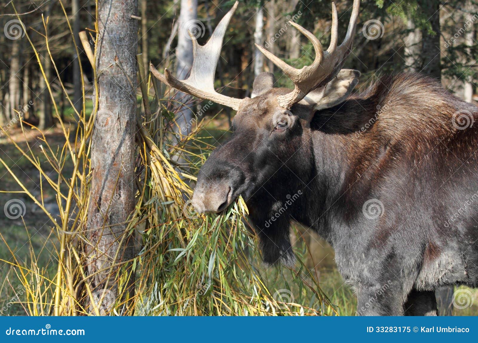 Moose in nature stock image. Image of mammal, animal - 33283175