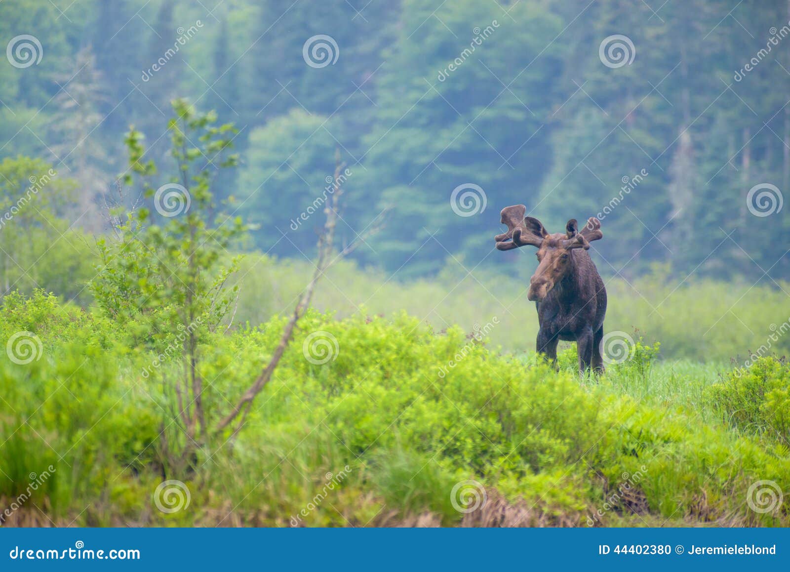 Moose near the river stock photo. Image of canada, mooses - 44402380