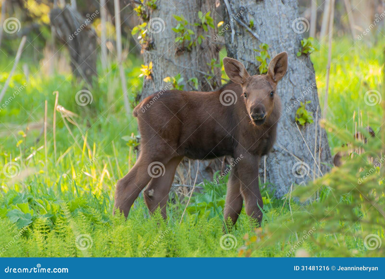 Moose stock photo. Image of woods, nature, walk, alaska - 31481216