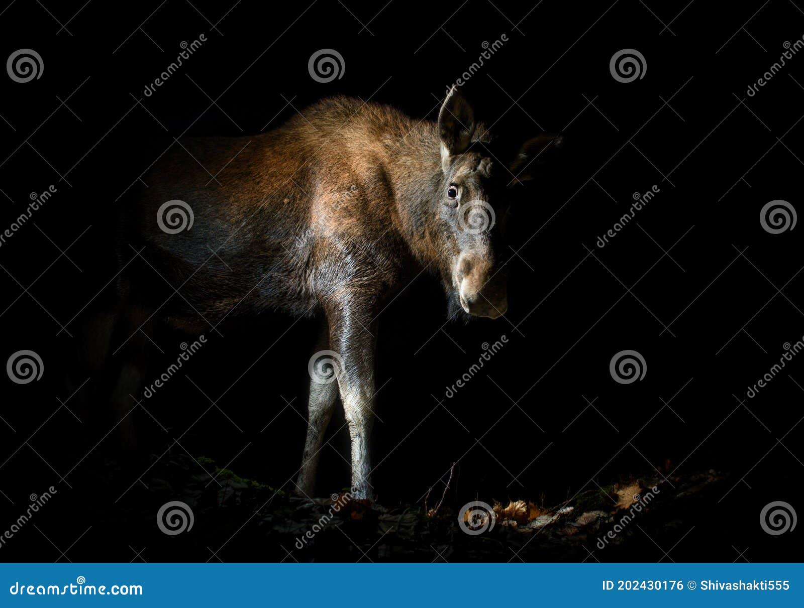 Moose in Night Forest Light Flash Cam Trapping Stock Photo - Image of ...
