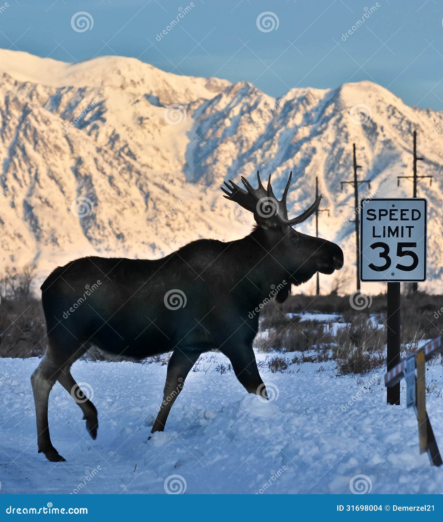 Moose Observing the Speed Limit Stock Photo - Image of speed, north ...