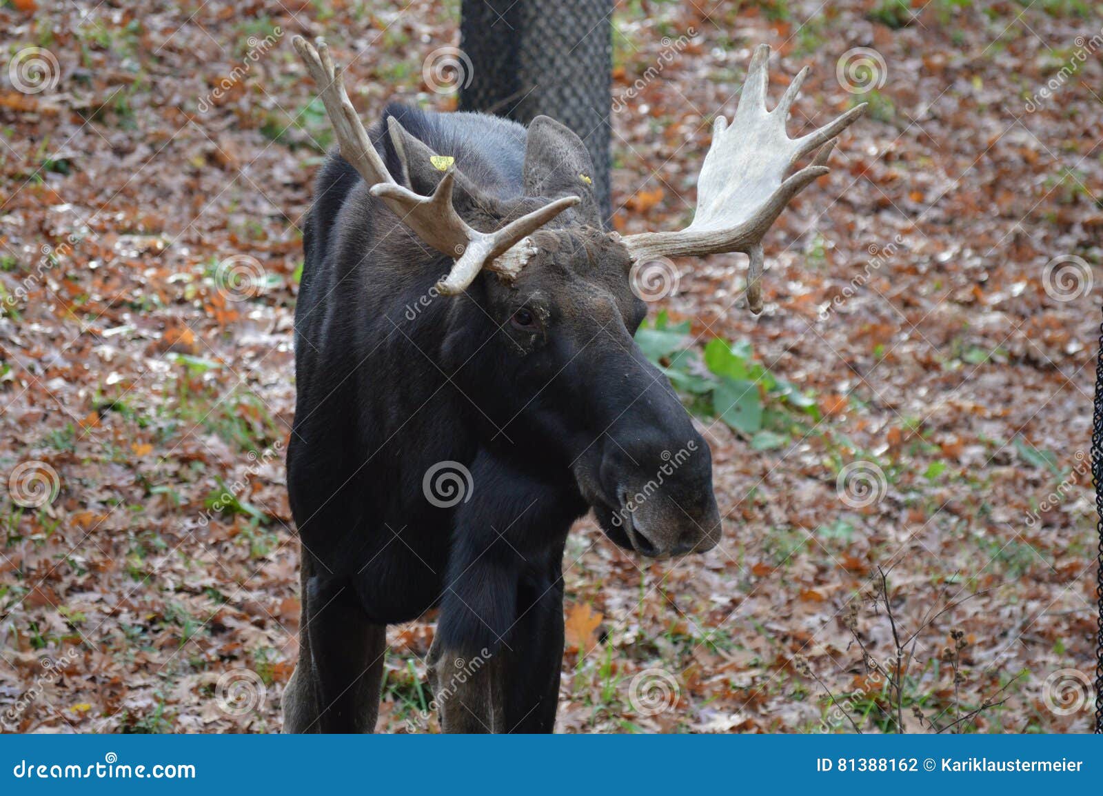Moose stock photo. Image of colors, cute, attraction - 81388162