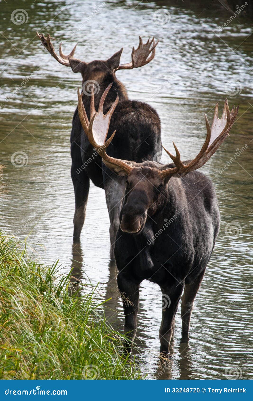 Moose stock photo. Image of hunting, outdoors, game, wildlife - 33248720