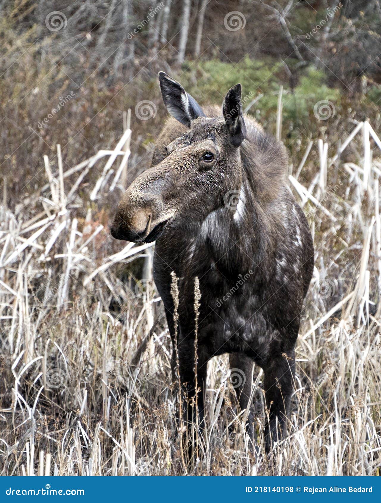 Moose Photo Stock. Front View in the Forest in the Springtime ...