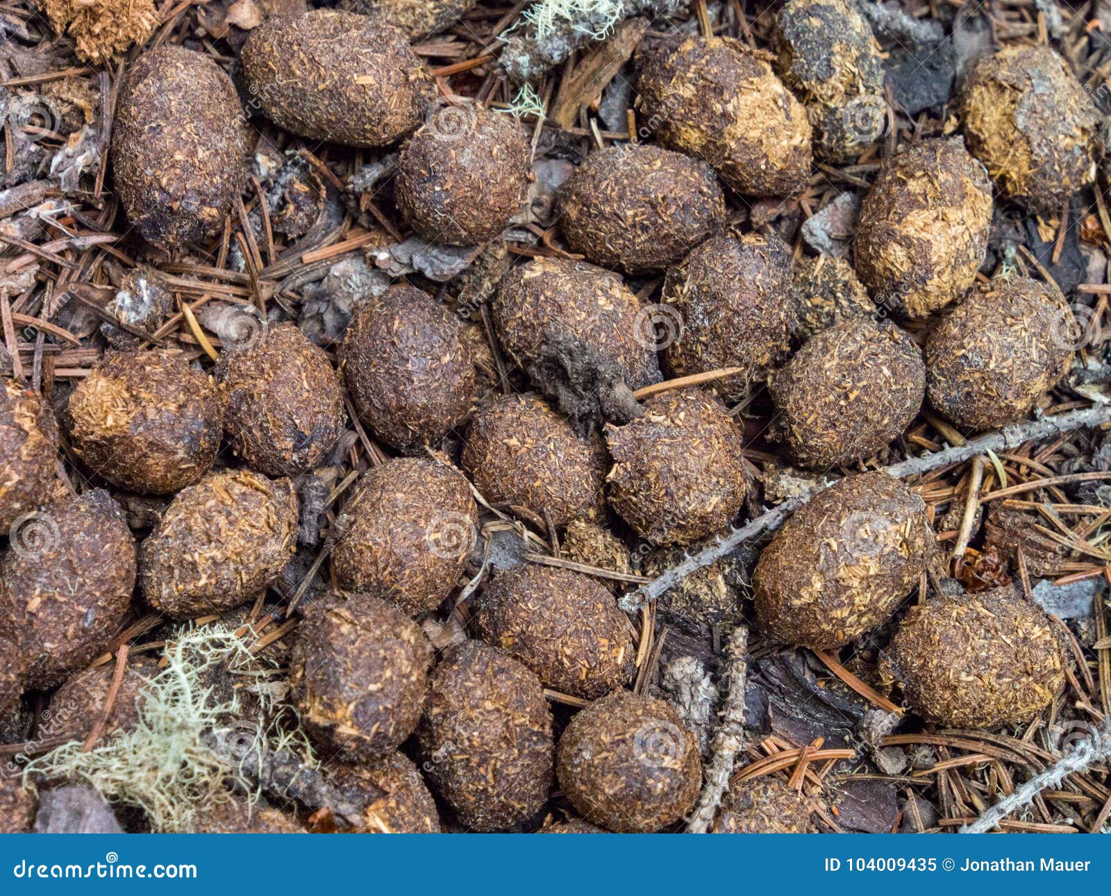 Animal Scat Stock Photos - Royalty Free Pictures - Page 2