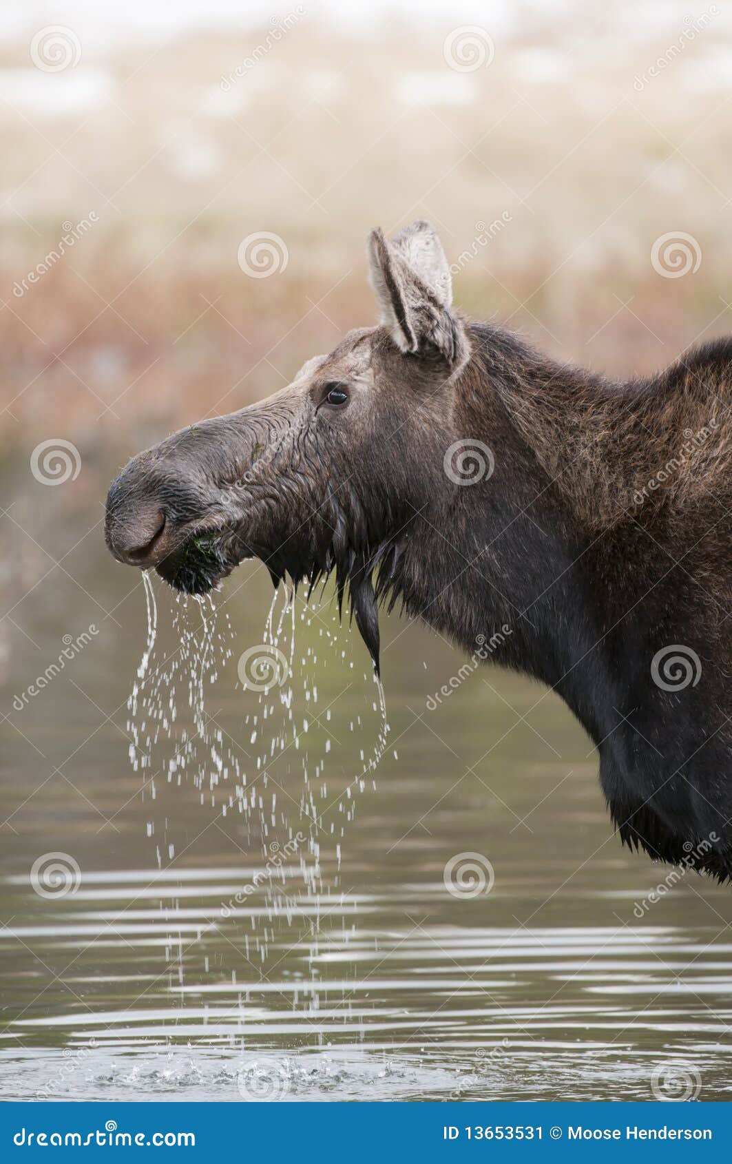 Moose portrait stock image. Image of water, alces, pond - 13653531