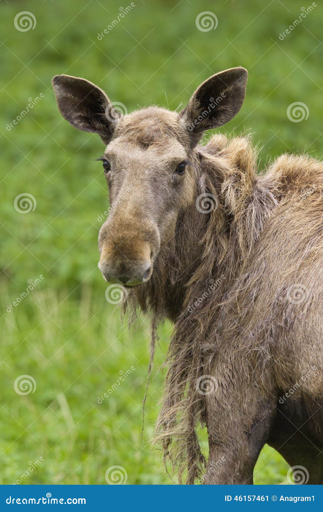 Moose portrait stock image. Image of alces, green, daytime - 46157461