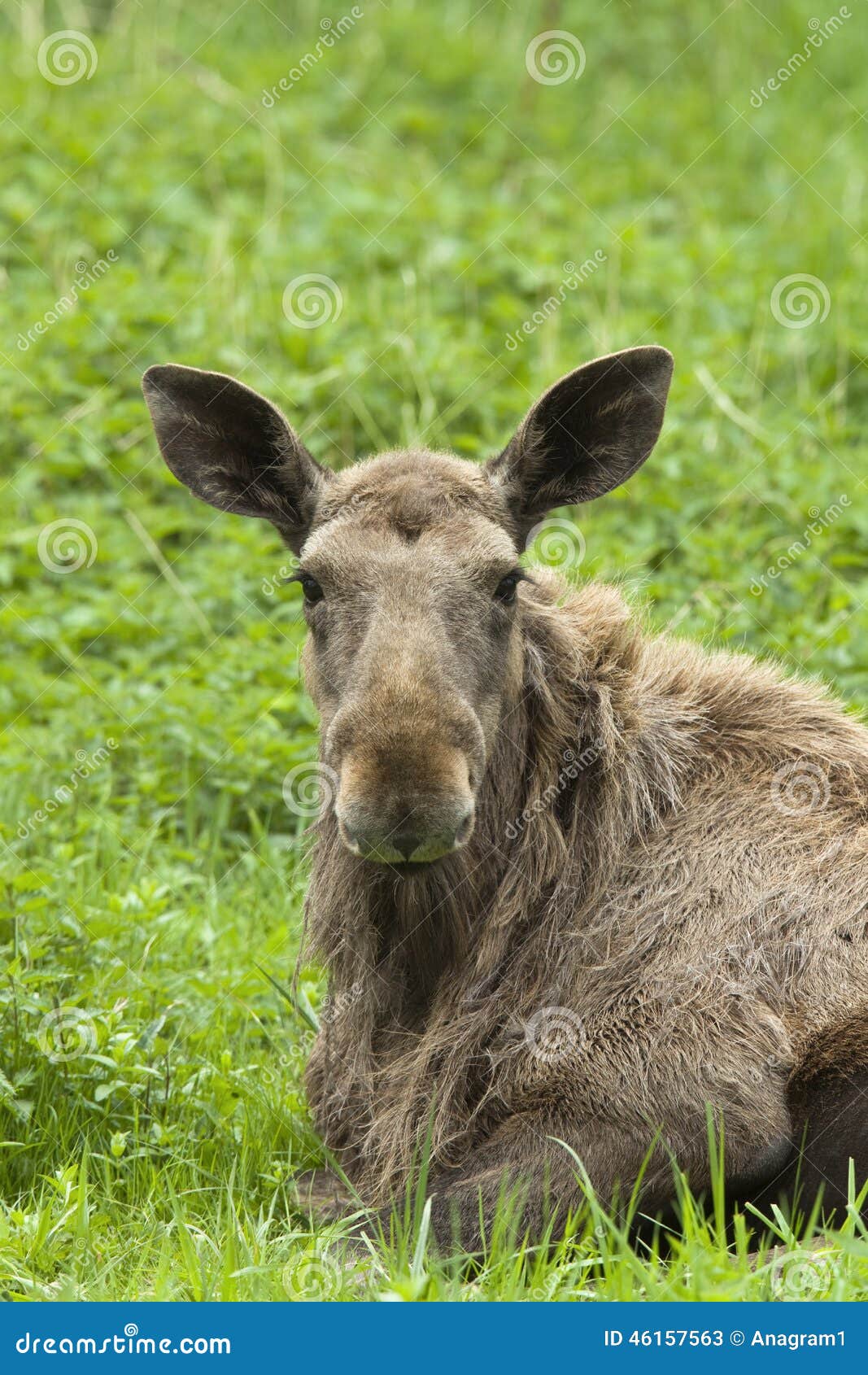 Moose portrait stock image. Image of resting, meadow - 46157563
