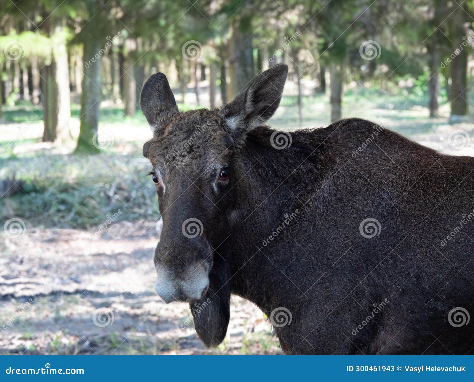 Moose Portrait on the Background of Forest Stock Image - Image of ...