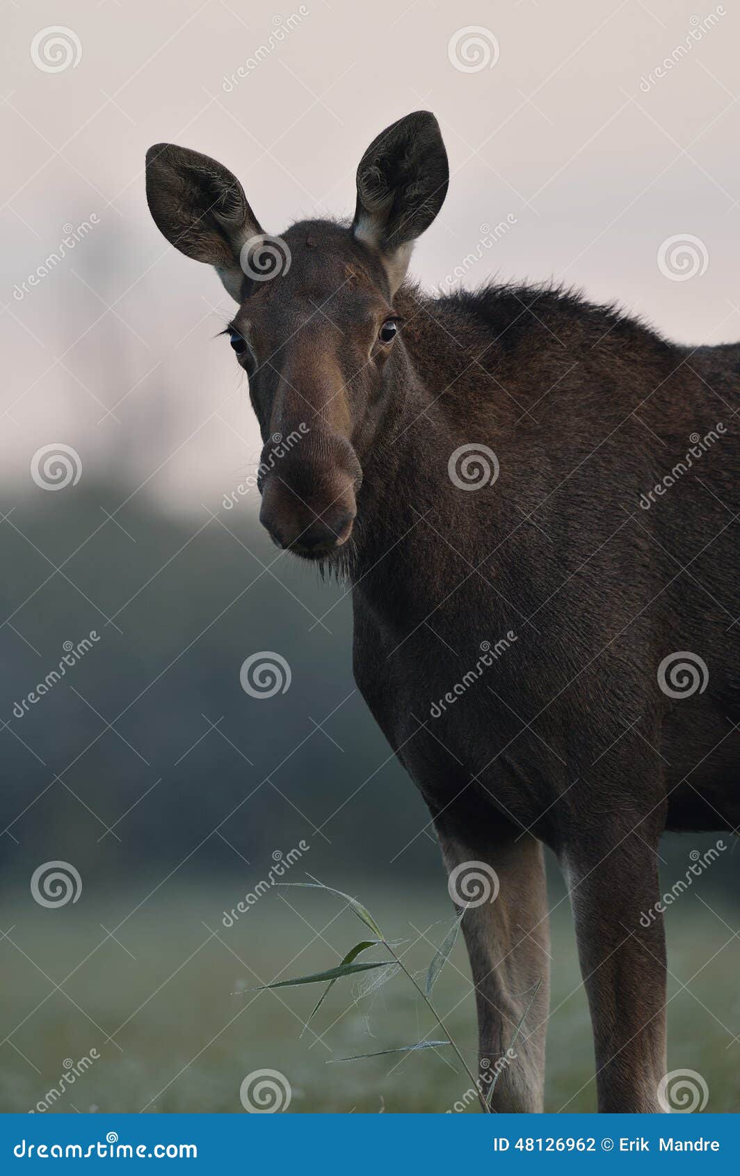 Moose portrait stock photo. Image of eyes, portrait, face - 48126962