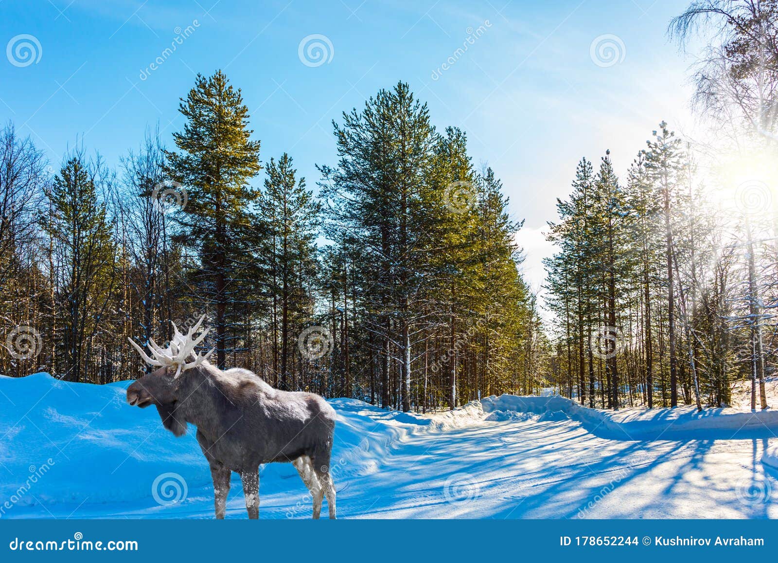 Moose with Powerful Horns Resting in Forest Stock Photo - Image of tree ...