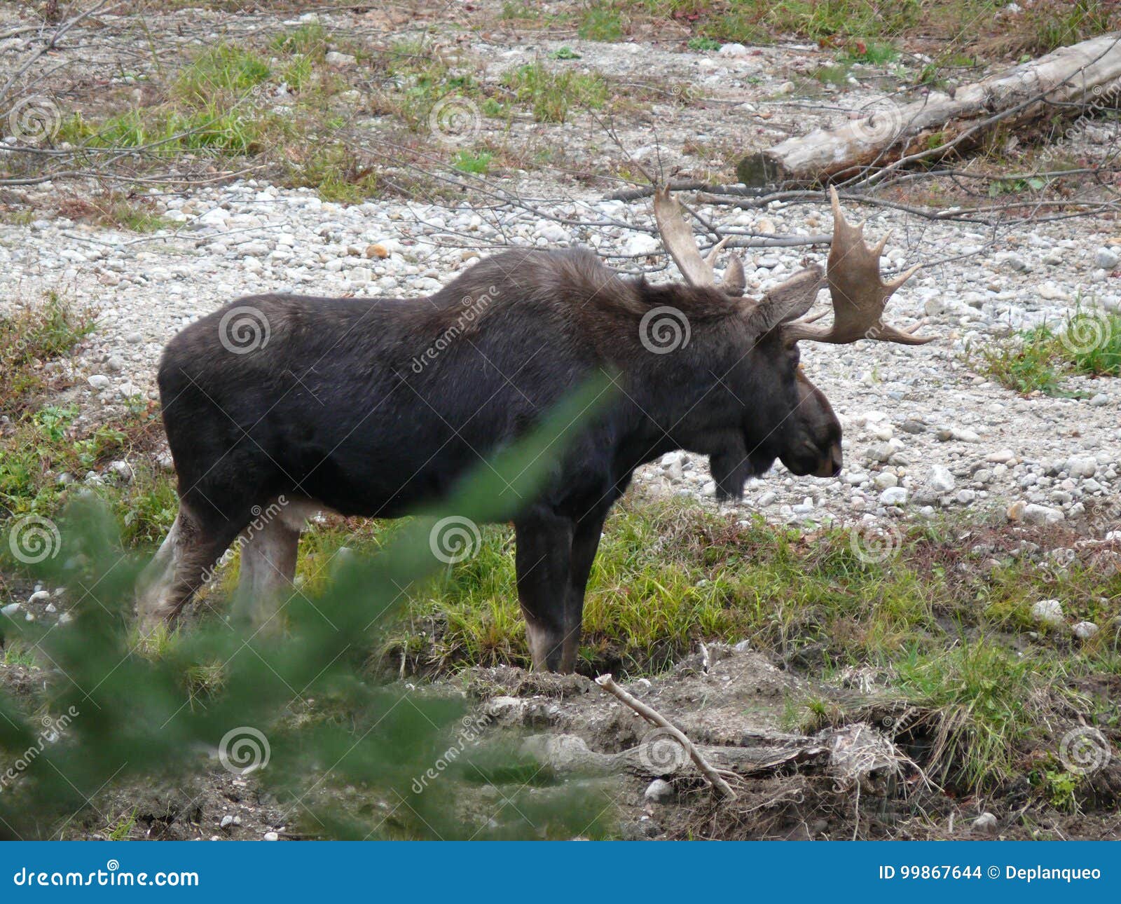 Moose in Quebec. Canada, North America. Stock Photo - Image of faune ...