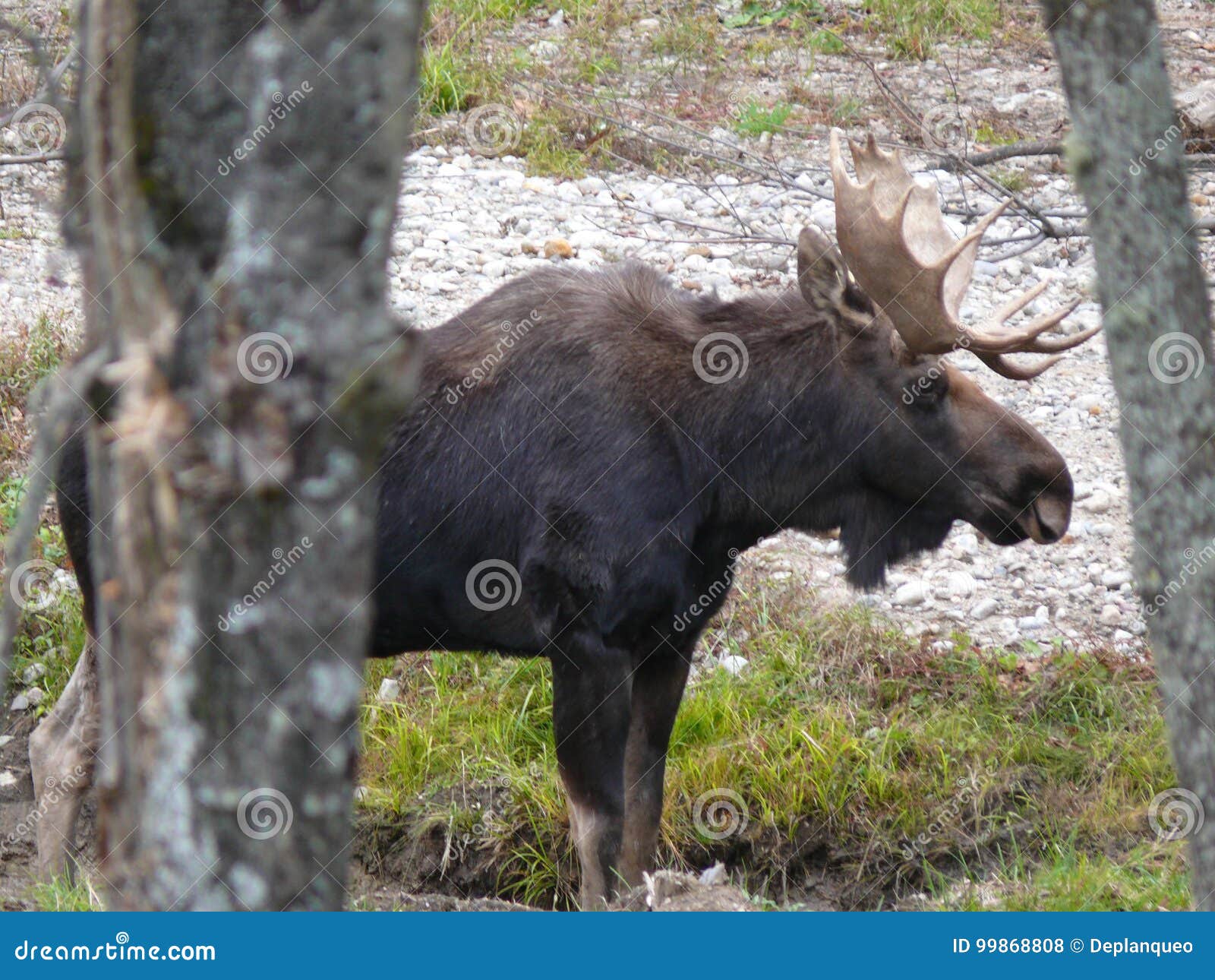 Moose in Quebec. Canada, North America. Stock Photo - Image of polar ...