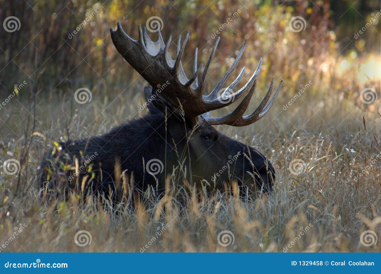 Moose ready to take a nap stock photo. Image of huge, antlers - 1329458