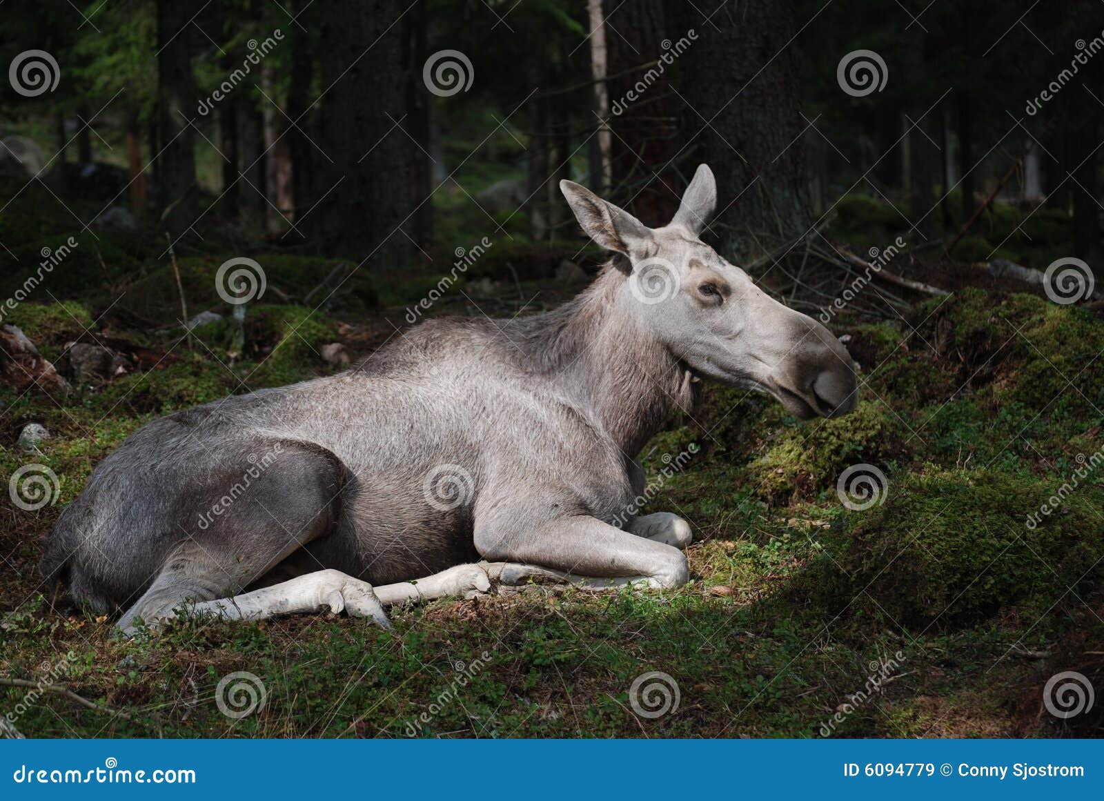 Moose resting in forest stock image. Image of single, wood - 6094779