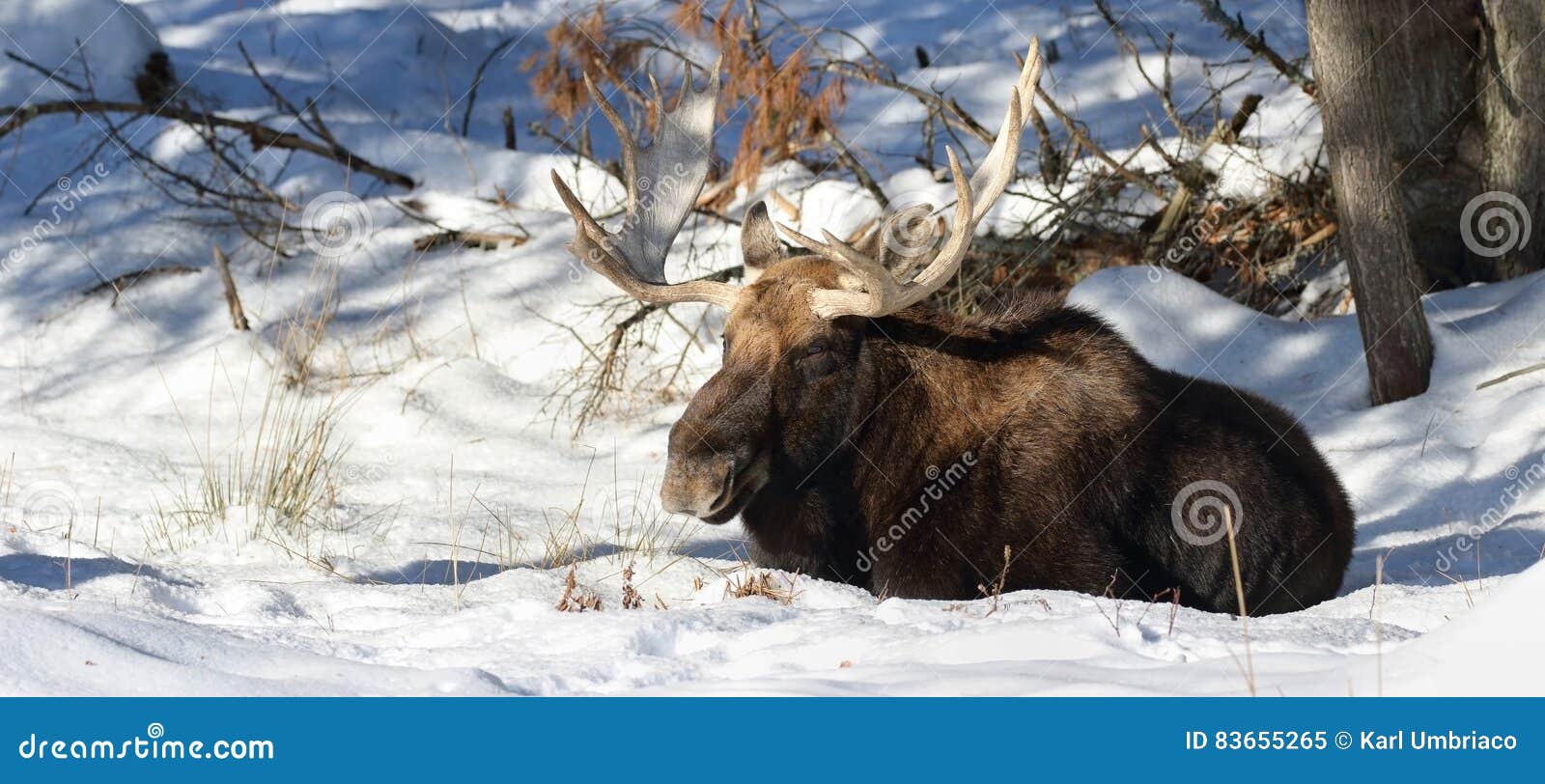 Moose resting in snow stock image. Image of forest, male - 83655265