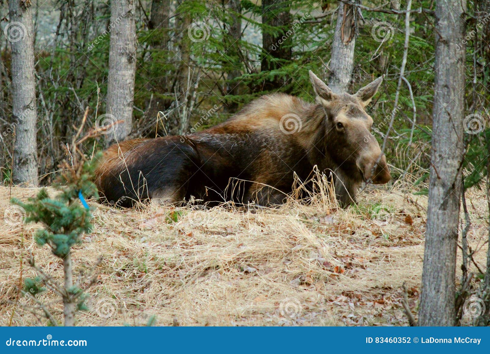 Moose resting stock photo. Image of yard, moose, mammal - 83460352