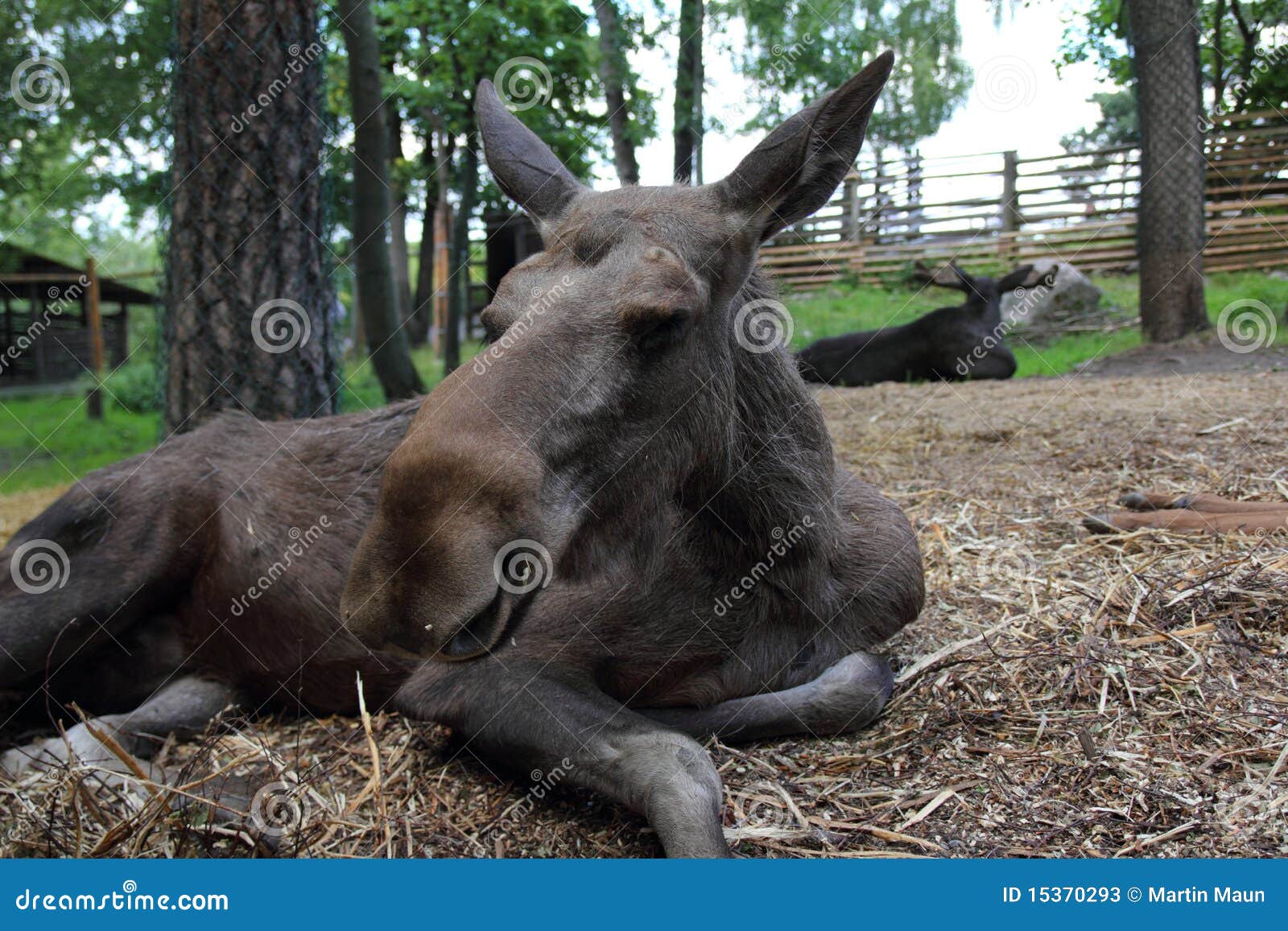 Moose resting in the zoo stock image. Image of head, detail - 15370293