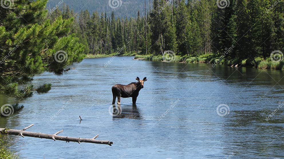 Moose in river stock photo. Image of national, moose - 10447142