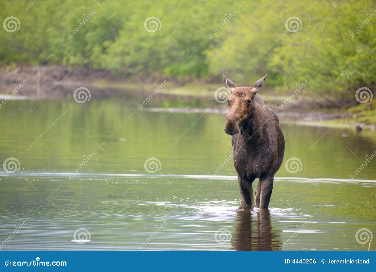 Moose in the river stock image. Image of moose, river - 44402061