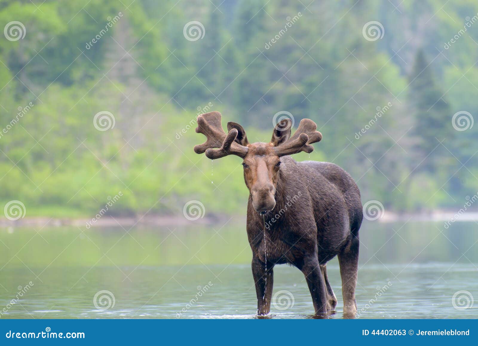 Moose in the river stock image. Image of wildlife, canada - 44402063