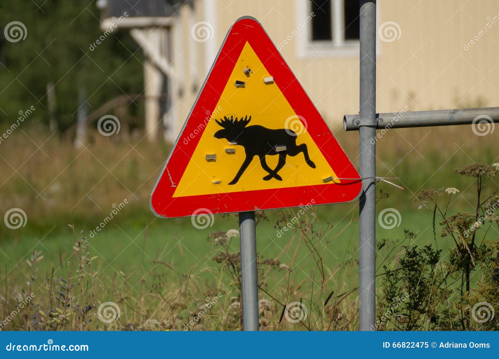 Moose road sign stock image. Image of traffic, outdoors - 66822475