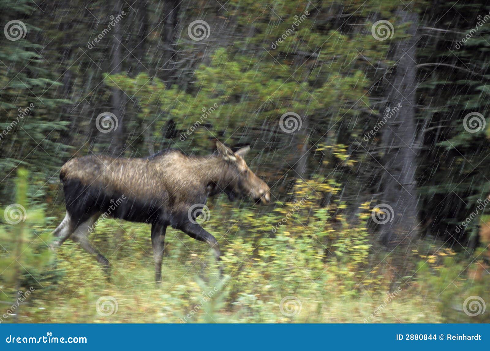 Moose running in rain stock photo. Image of forest, running - 2880844