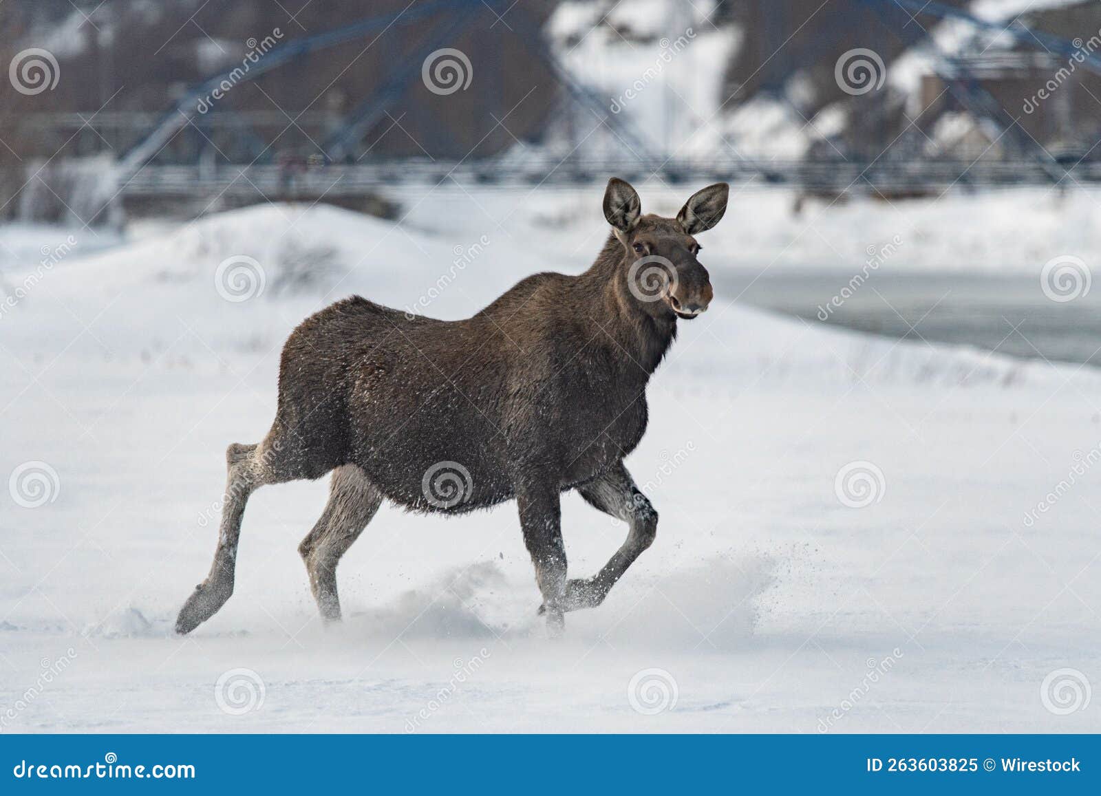 Moose Running in the Snowy Landscape Stock Image - Image of mountain ...