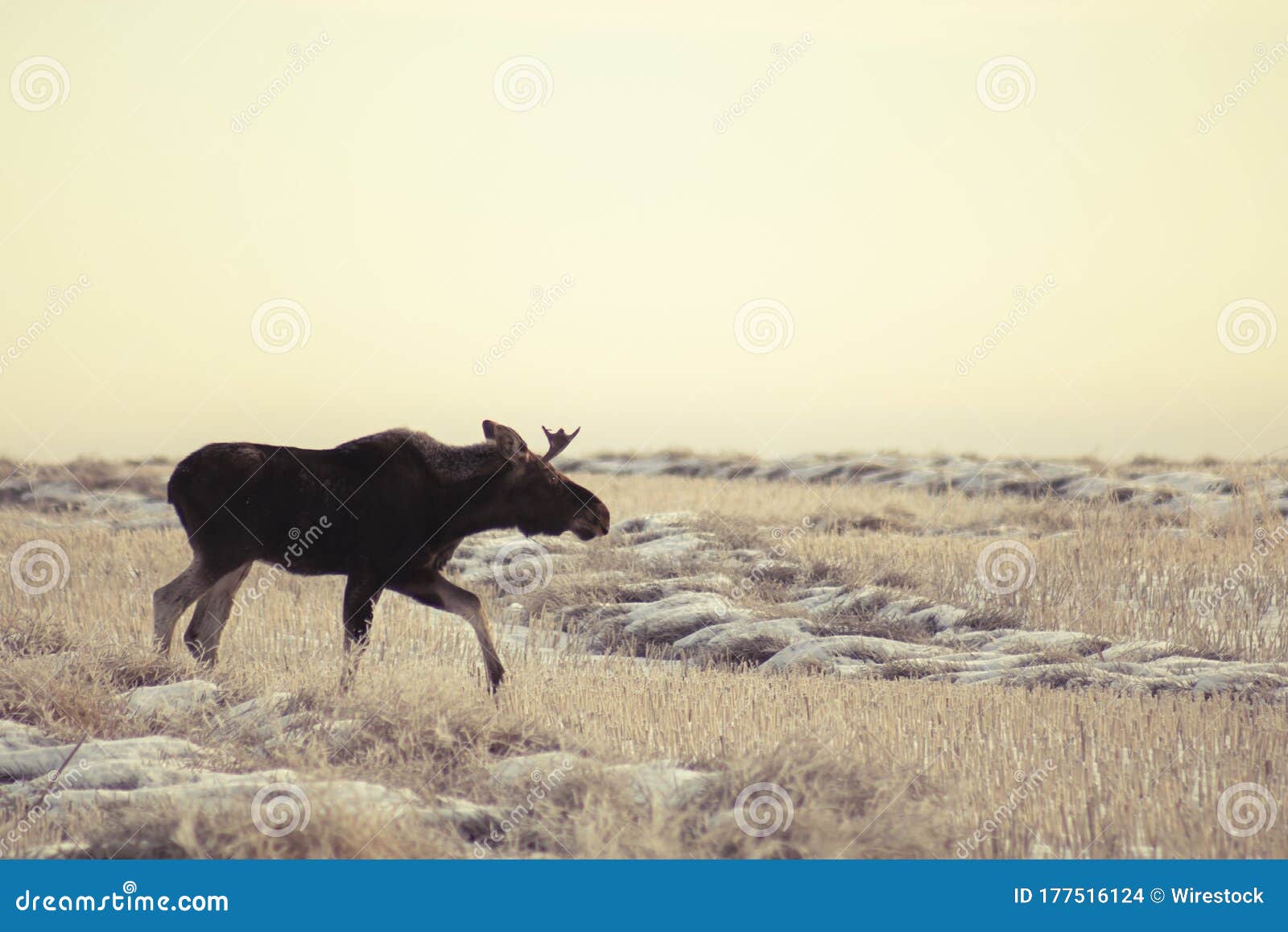 Moose Running in the Valley during Daytime Stock Photo - Image of park ...
