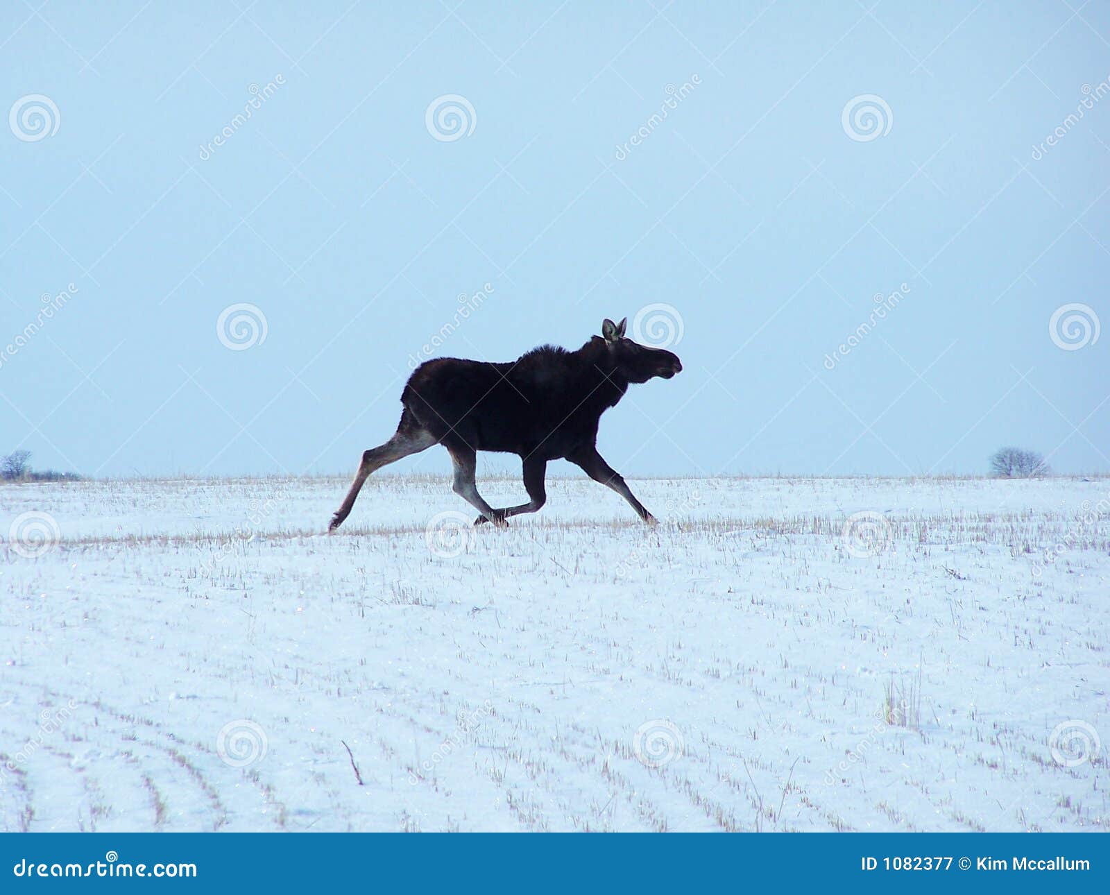 Moose running in winter stock image. Image of saskatchewan - 1082377