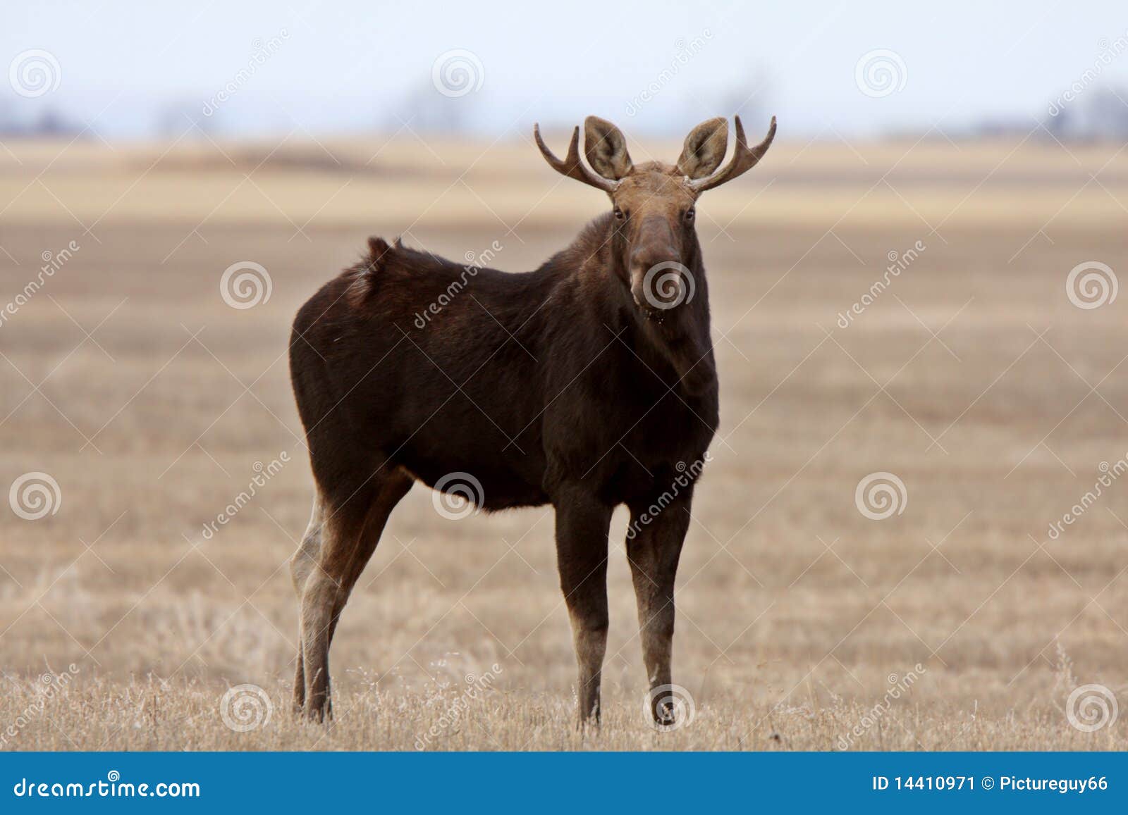 Moose on Saskatchewan Field Stock Image - Image of saskatchewan ...