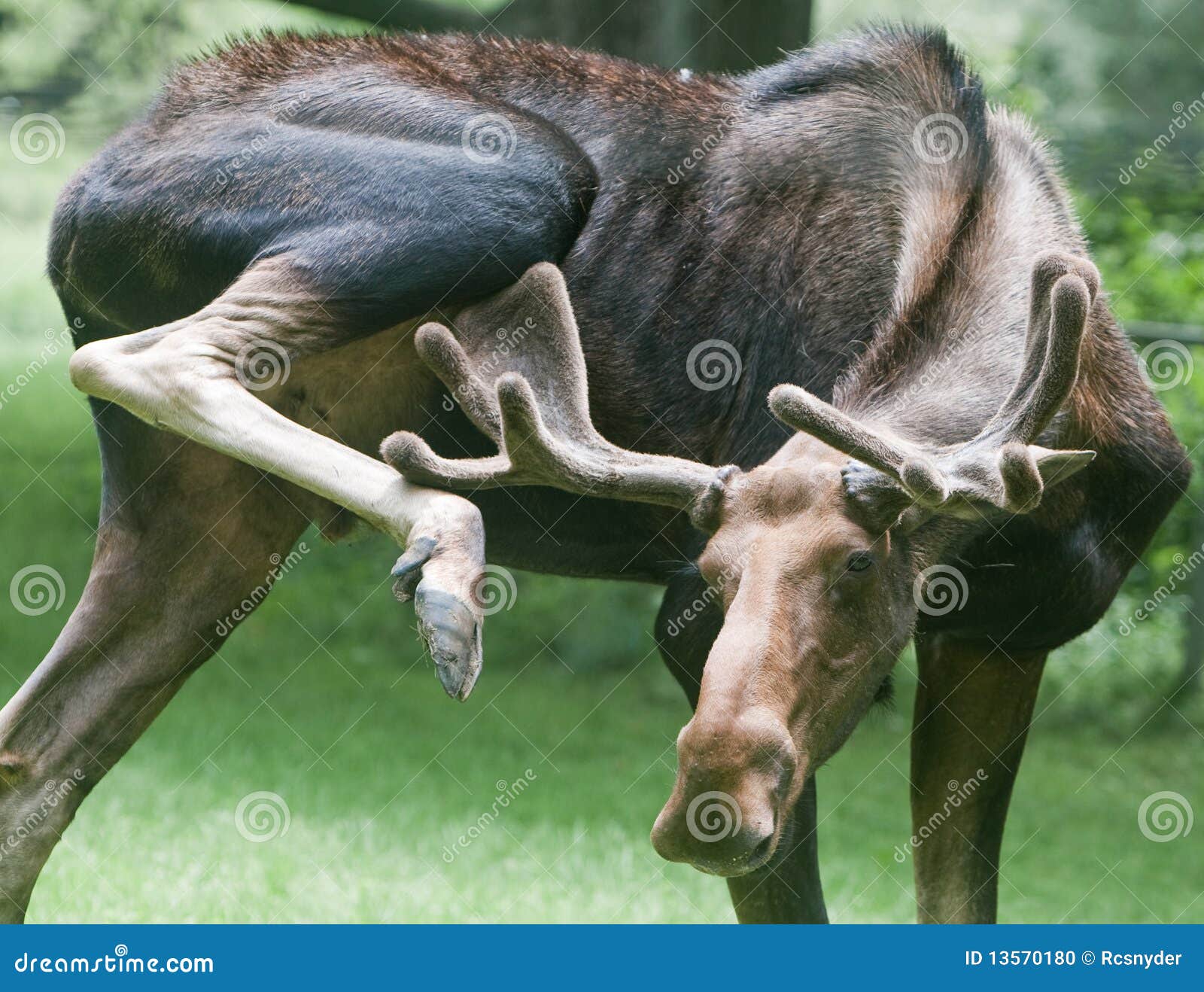 Moose scratching antlers stock photo. Image of hoof, standing - 13570180