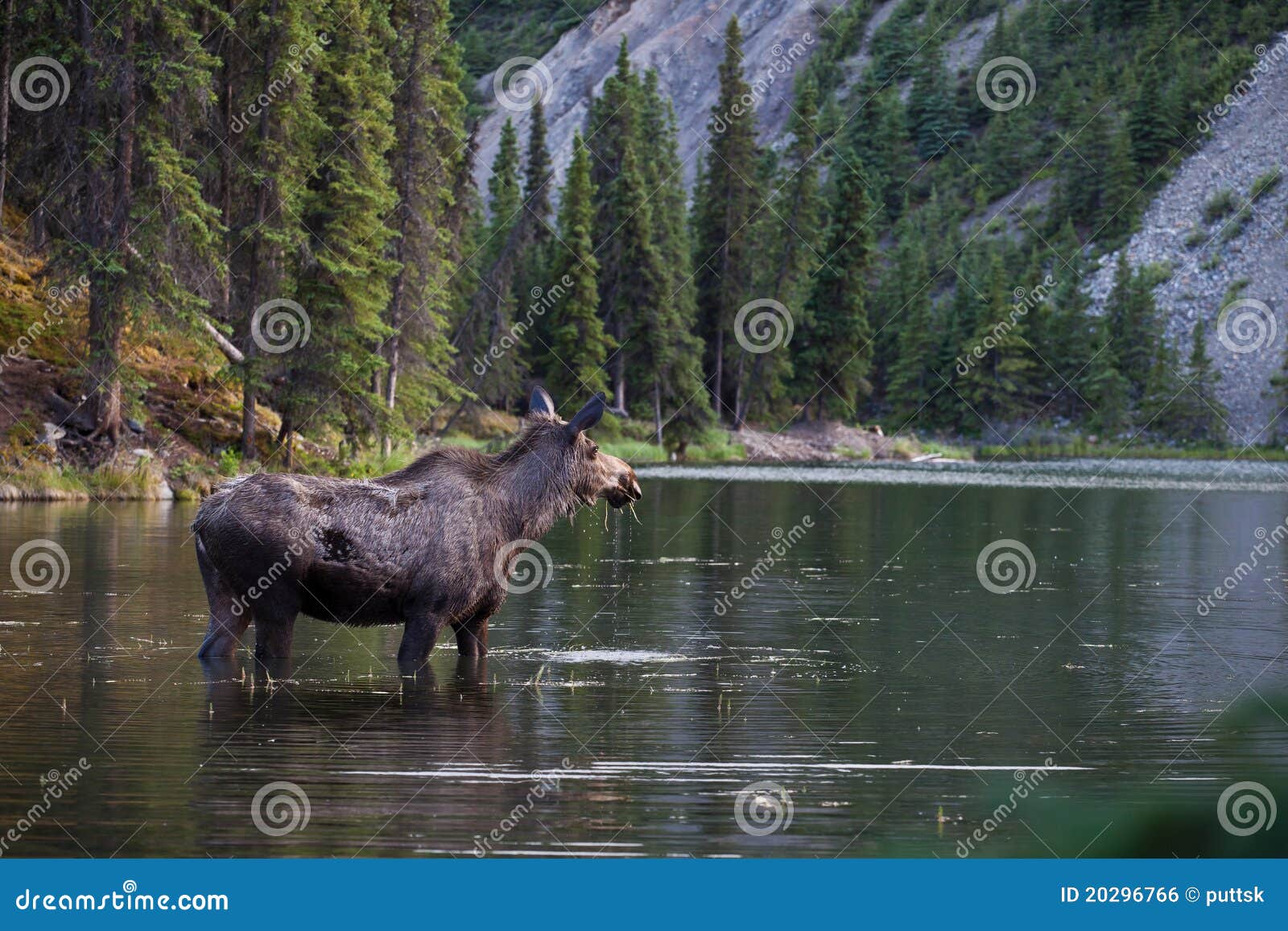 Moose Searching for Food in the Lake Stock Photo - Image of herbivore ...