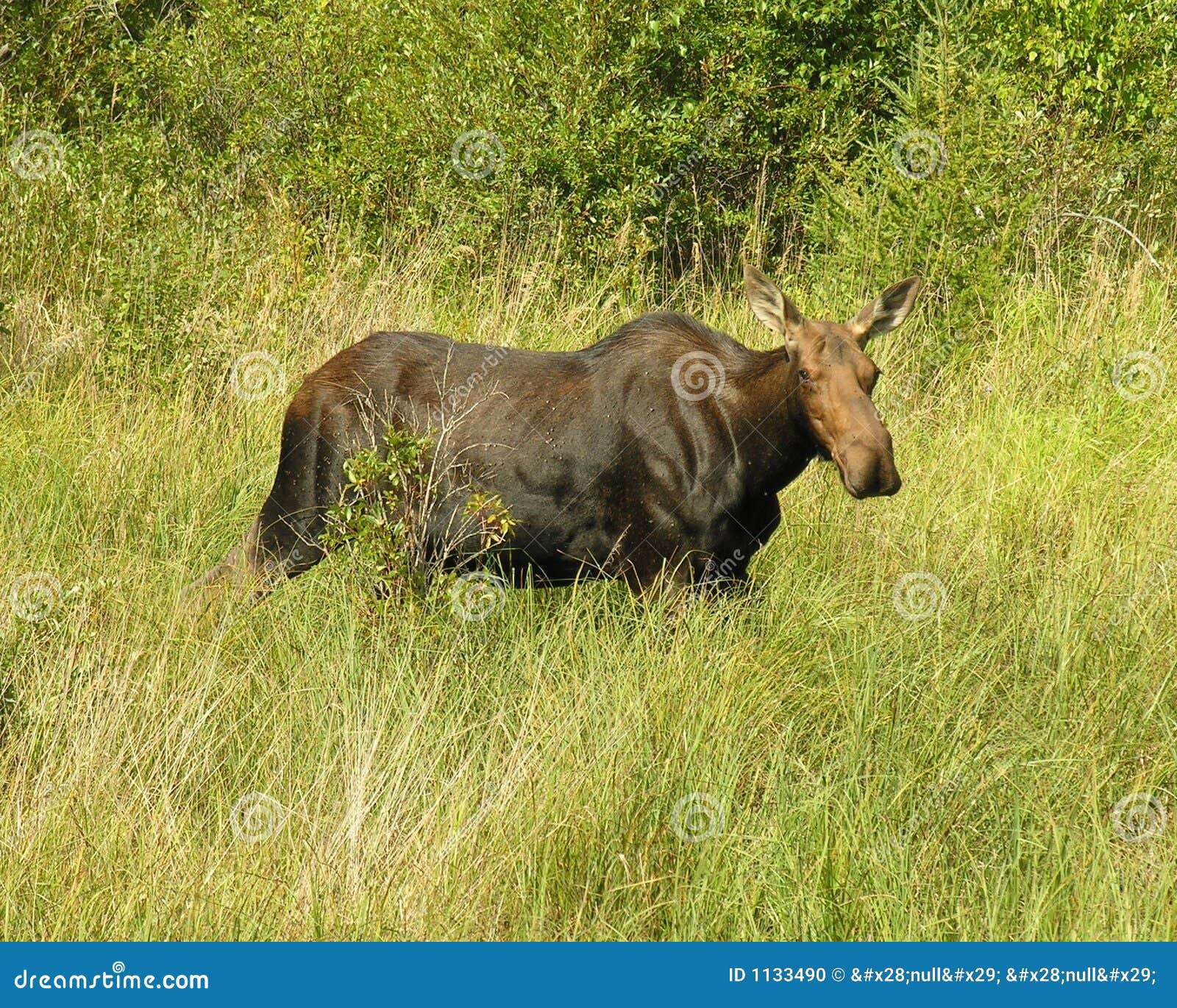 Moose Side View Stock Photo - Image: 1133490
