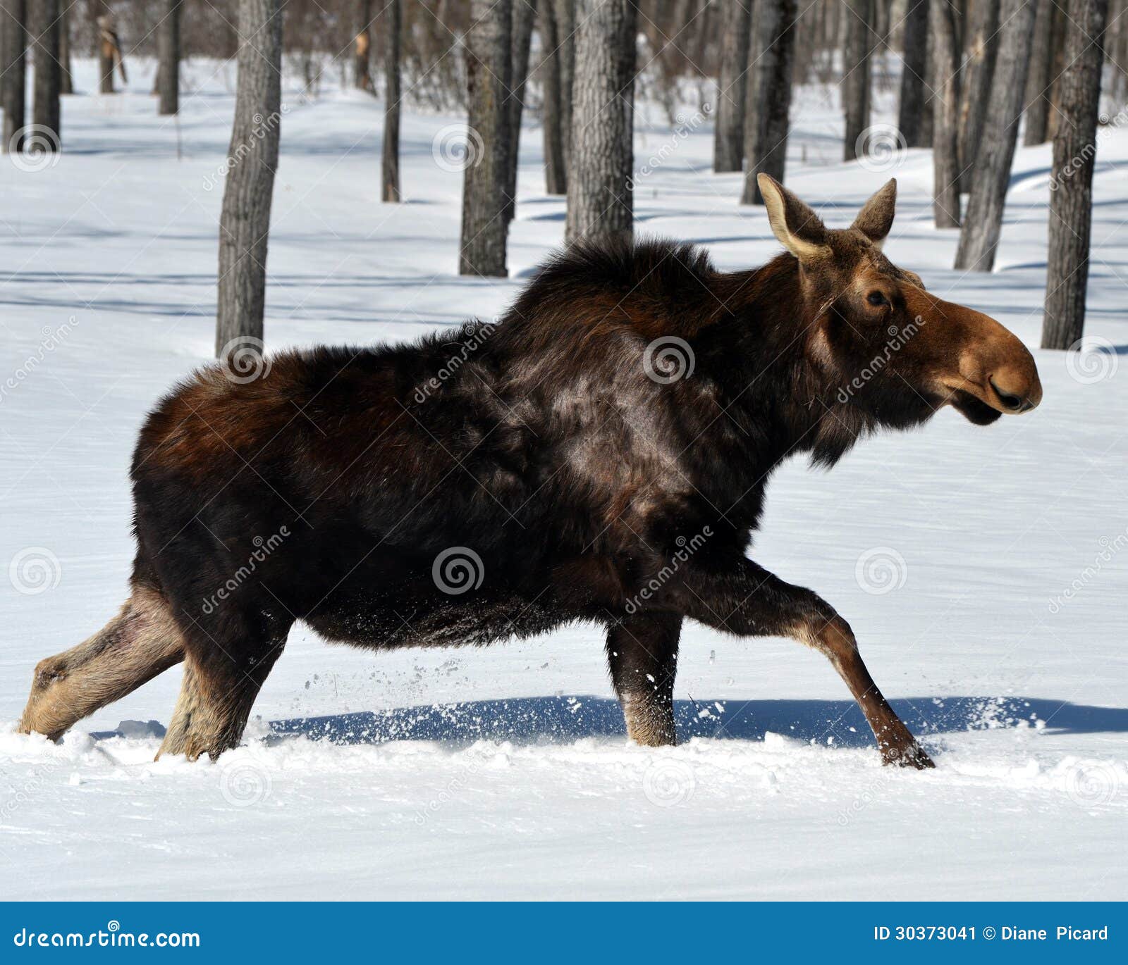 Moose stock image. Image of northern, female, deep, moose - 30373041