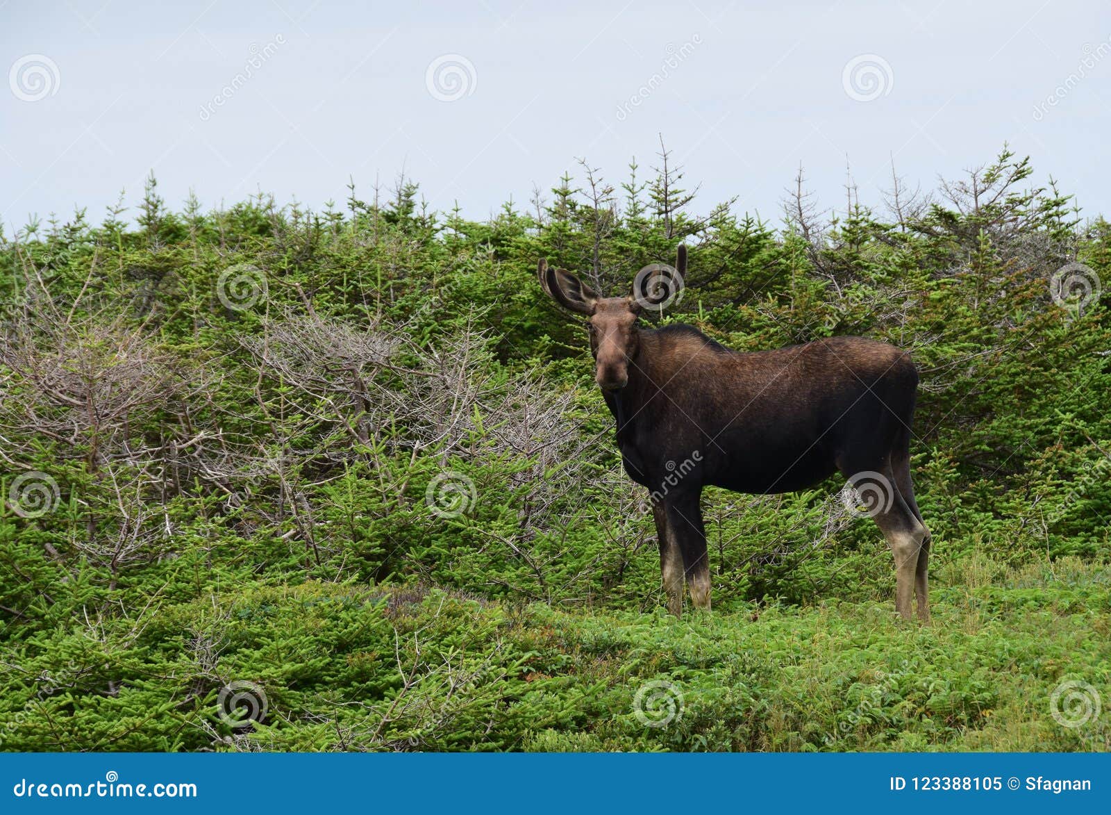 Moose Standing in a Forest Clearing Stock Image - Image of grass, small ...