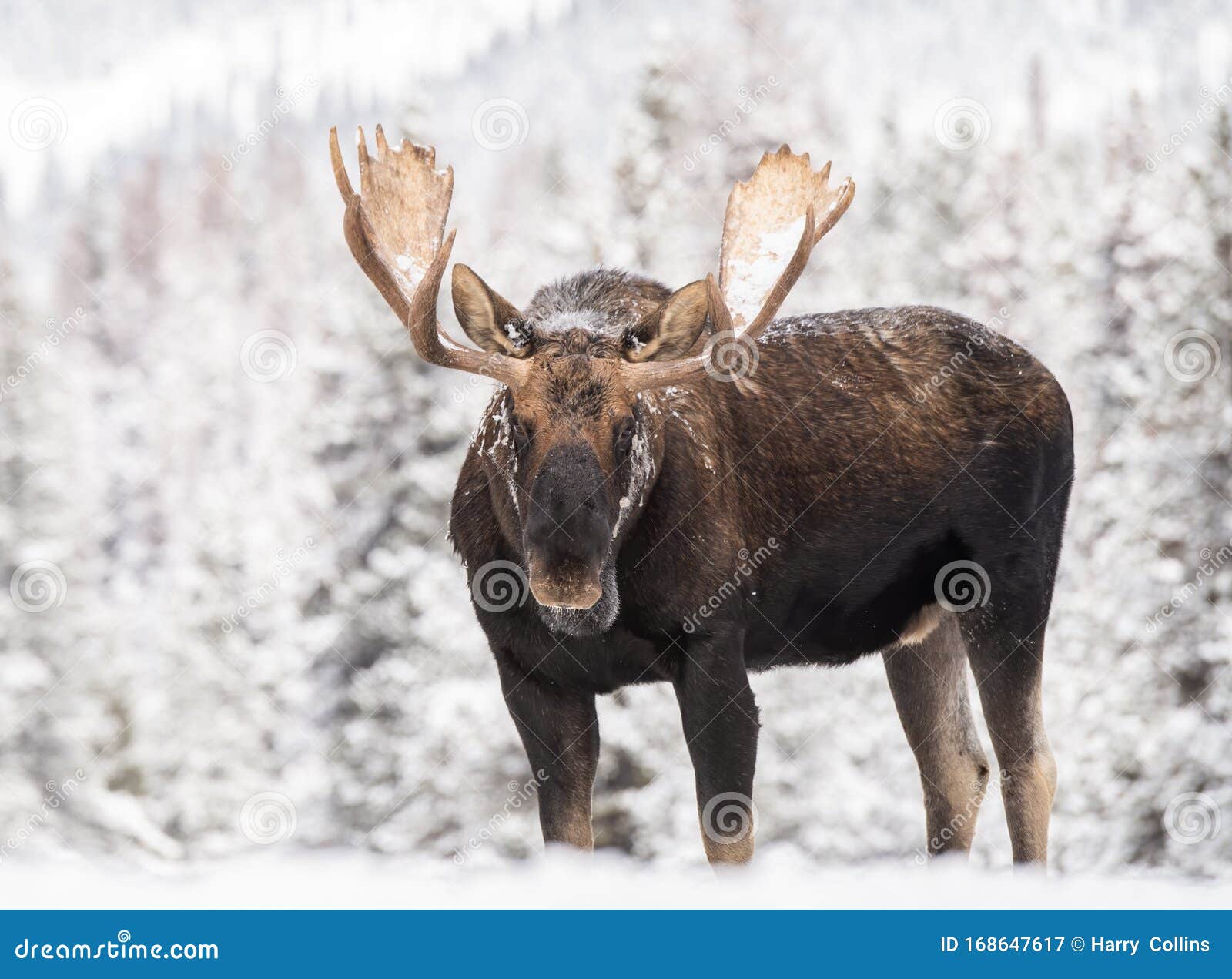 Moose in Snow in Jasper Canada Stock Image - Image of clouds, mountains ...
