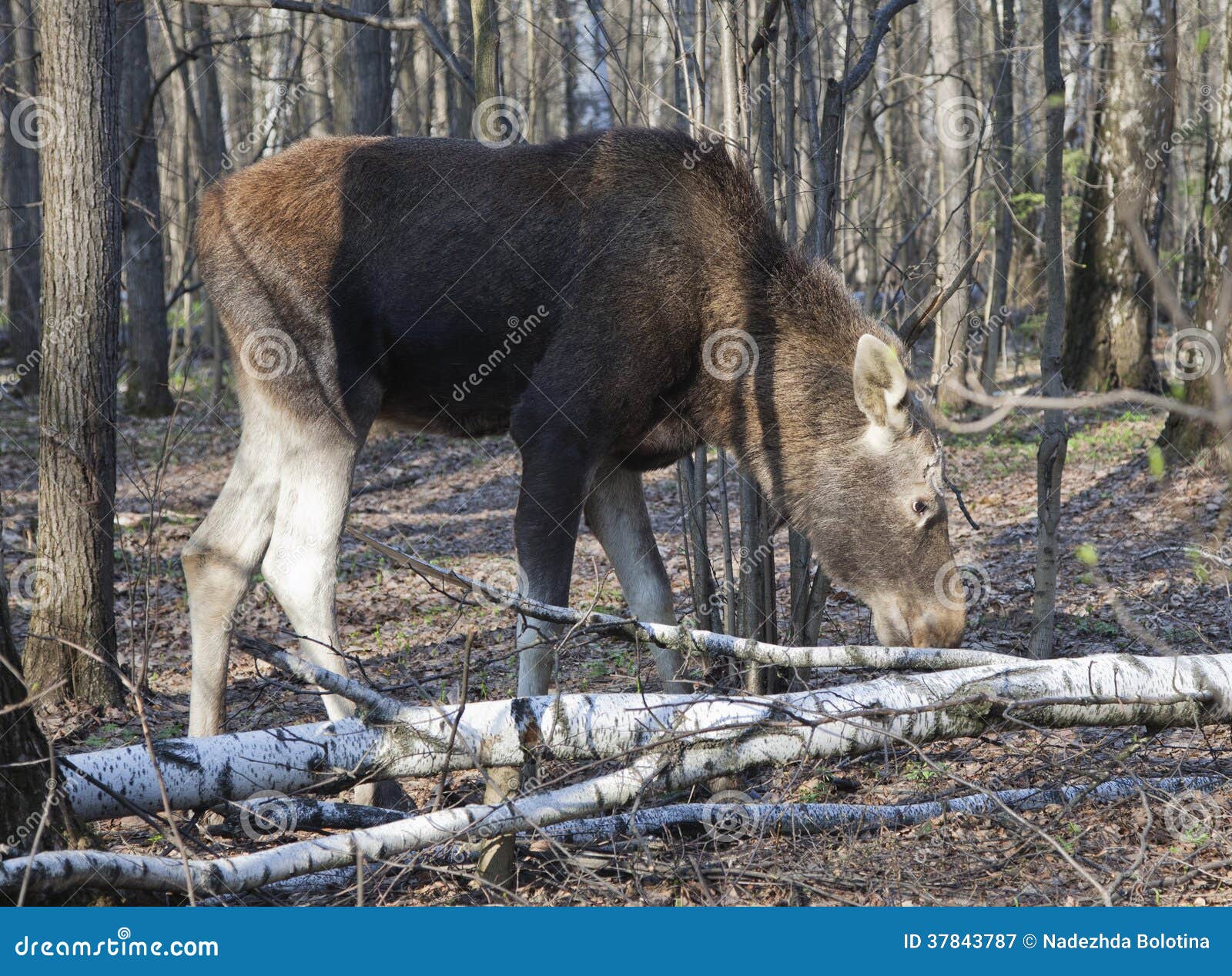 Moose in a spring forest stock image. Image of horizontal - 37843787